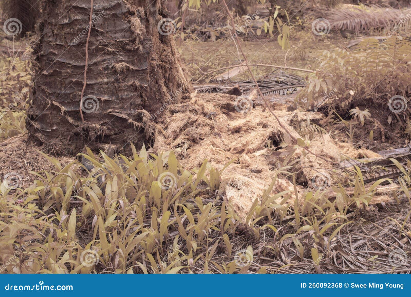 The Fallen Decompose Tree Trunk at the Plantation Stock Photo - Image ...