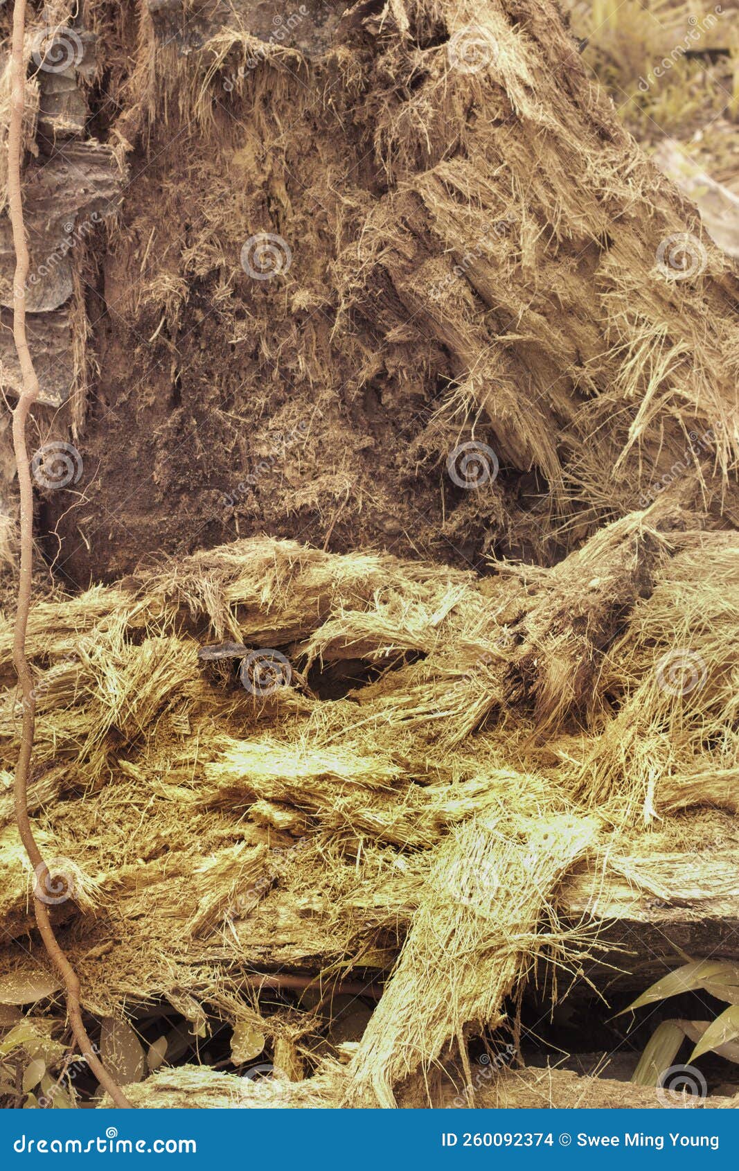 The Fallen Decompose Tree Trunk at the Plantation Stock Photo - Image ...