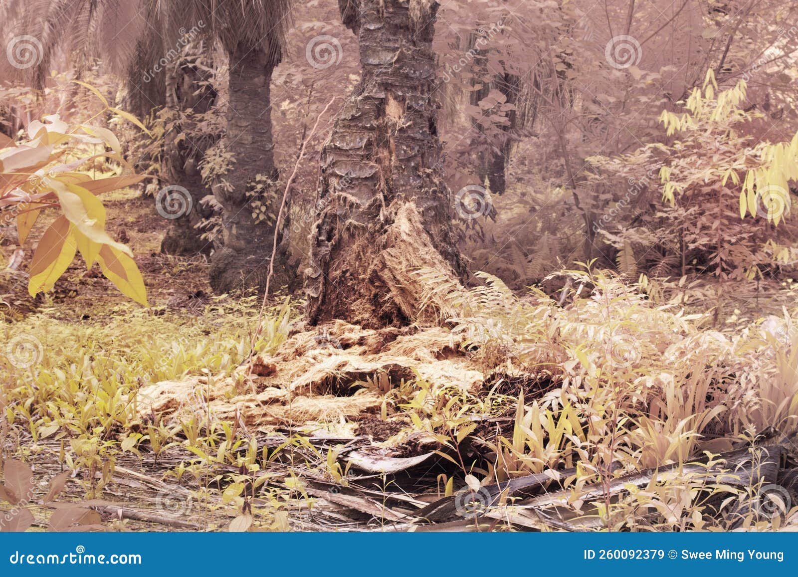 The Fallen Decompose Tree Trunk at the Plantation Stock Image - Image ...