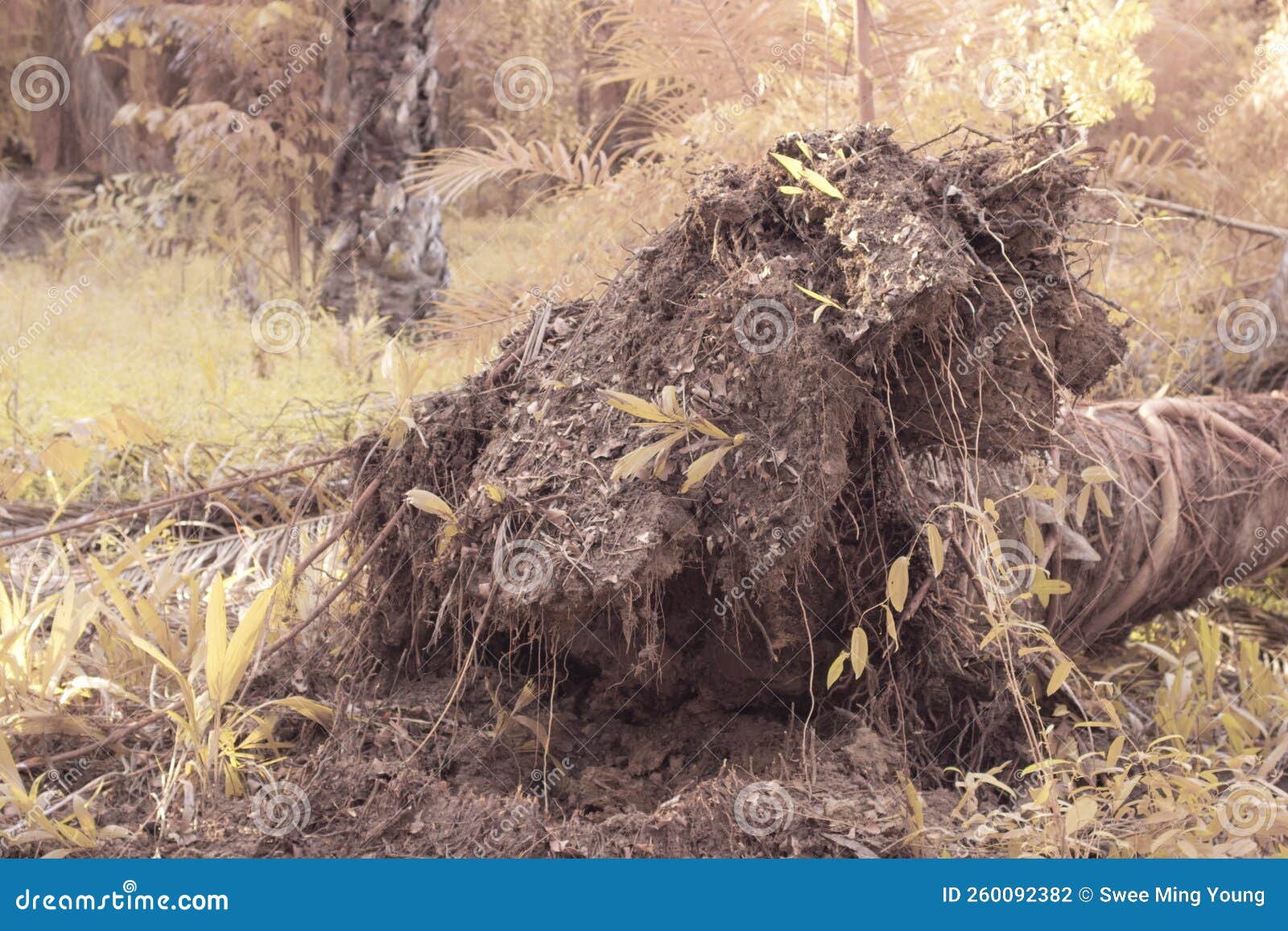The Fallen Decompose Tree Trunk at the Plantation Stock Photo - Image ...
