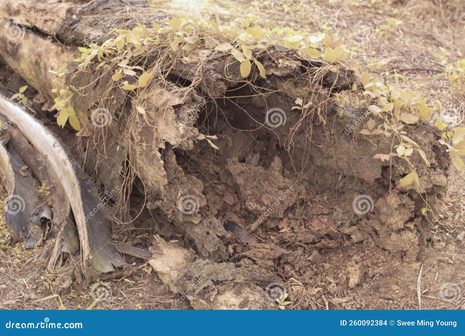 The Fallen Decompose Tree Trunk at the Plantation Stock Photo - Image ...