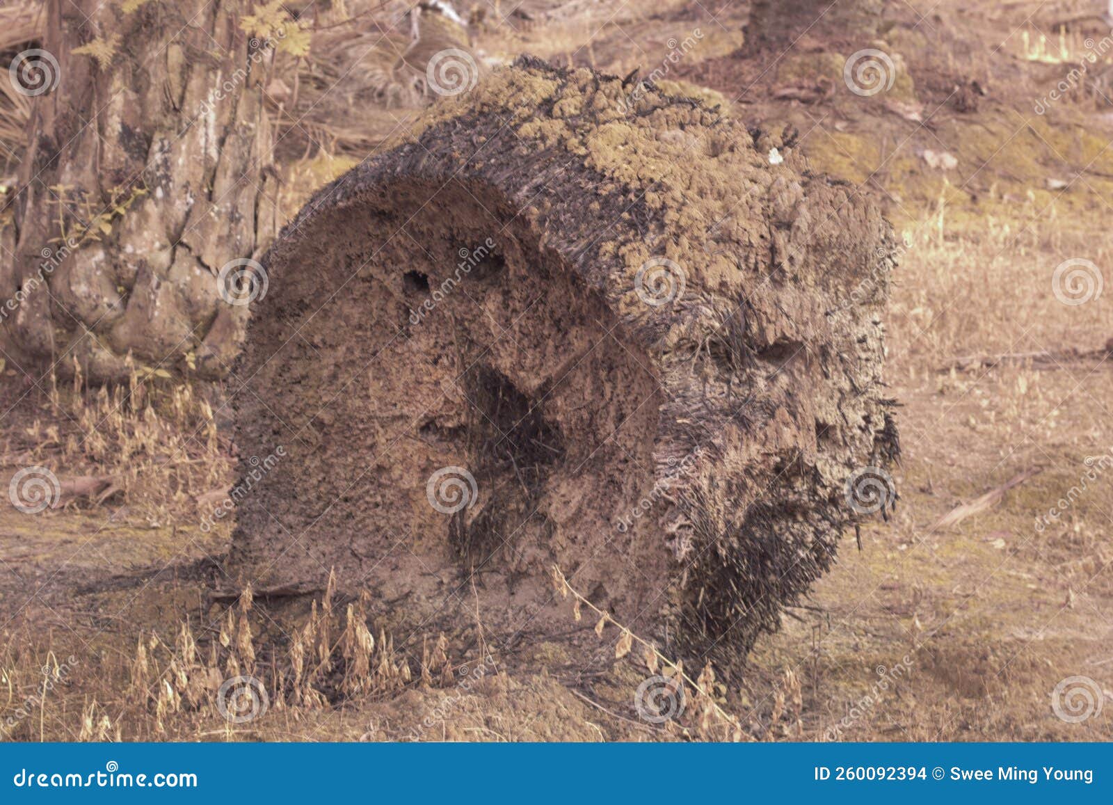 The Fallen Decompose Tree Trunk at the Plantation Stock Photo - Image ...