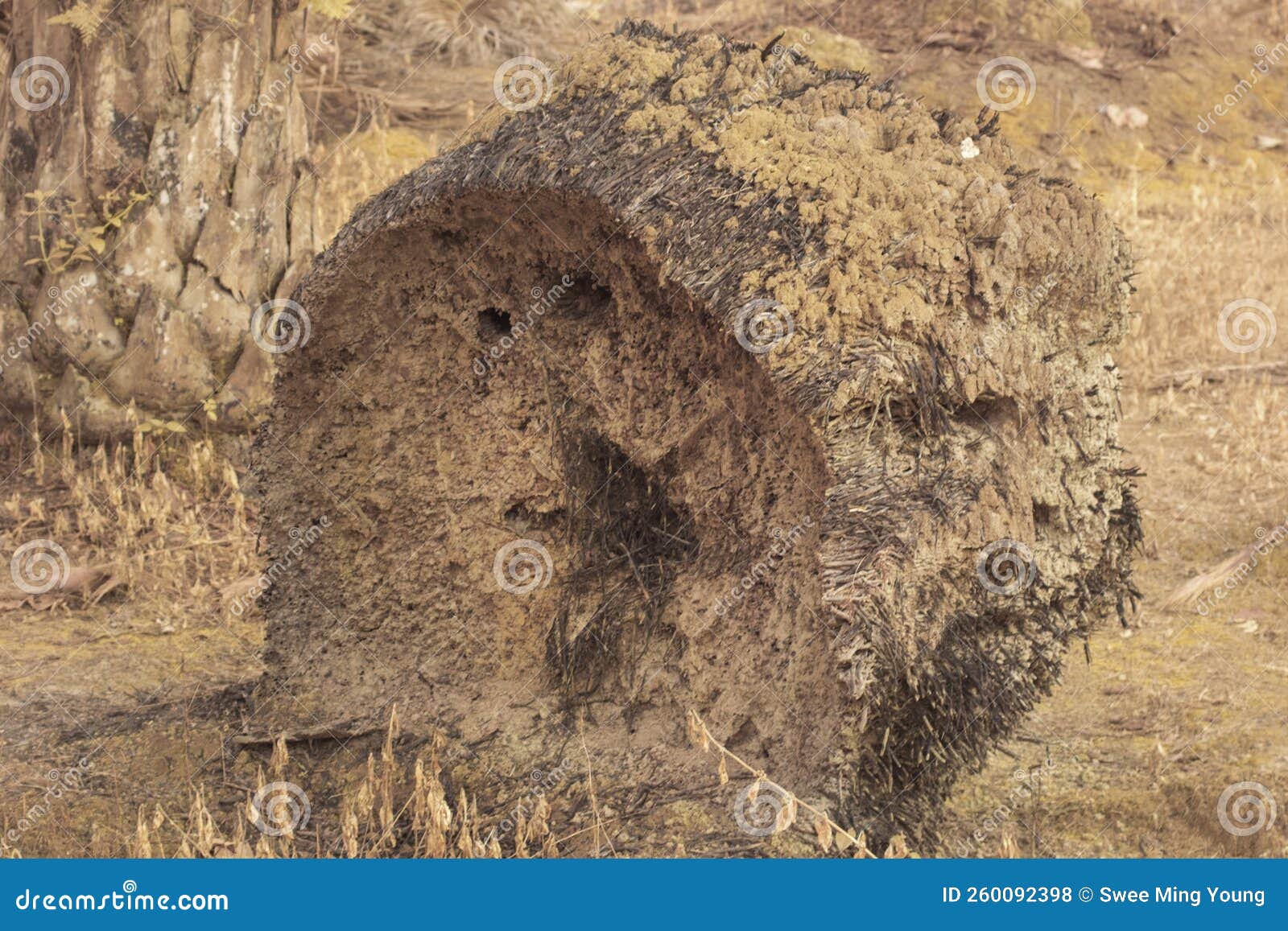 The Fallen Decompose Tree Trunk at the Plantation Stock Photo - Image ...