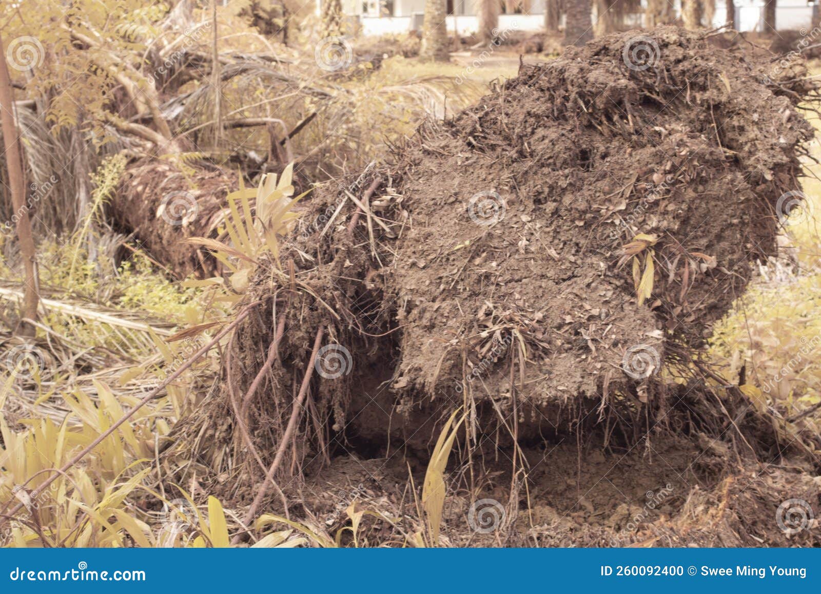 The Fallen Decompose Tree Trunk at the Plantation Stock Photo - Image ...