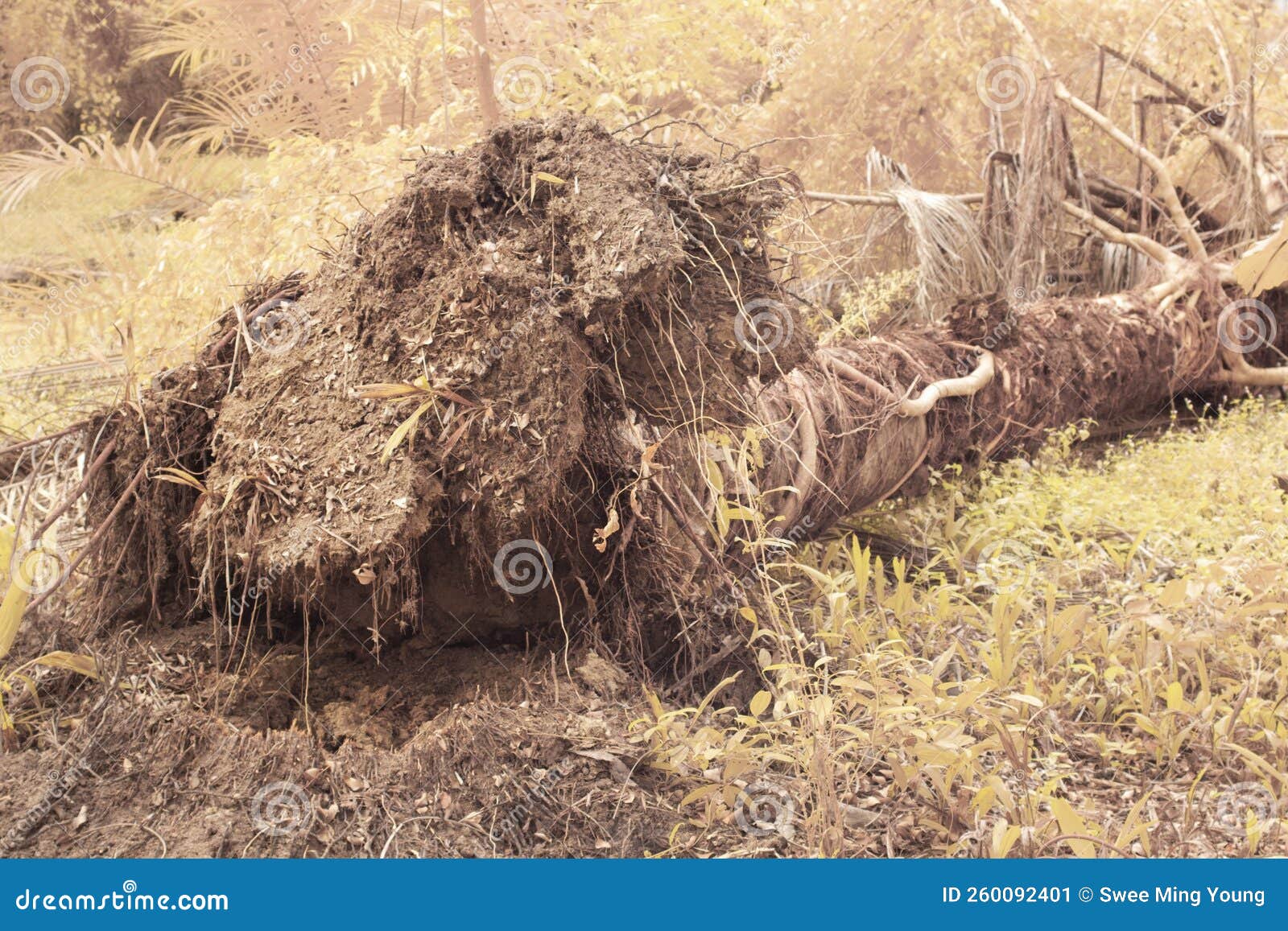 The Fallen Decompose Tree Trunk at the Plantation Stock Image - Image ...
