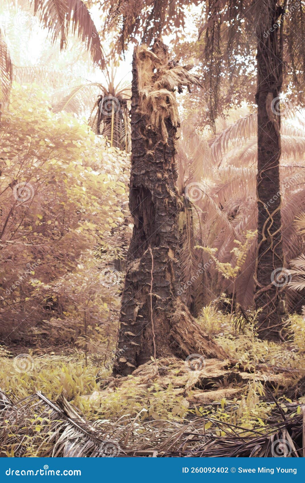 The Fallen Decompose Tree Trunk at the Plantation Stock Photo - Image ...