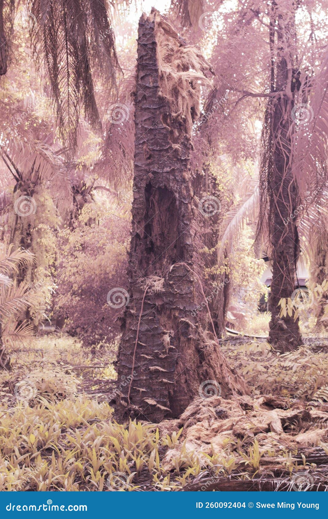 The Fallen Decompose Tree Trunk at the Plantation Stock Photo - Image ...