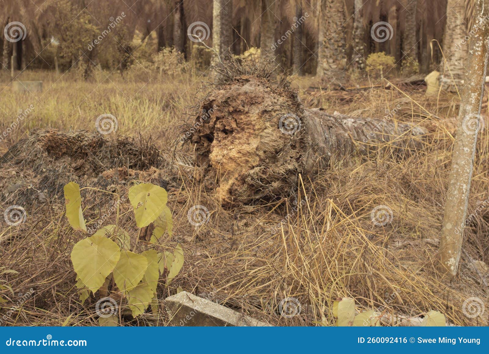 The Fallen Decompose Tree Trunk at the Plantation Stock Photo - Image ...