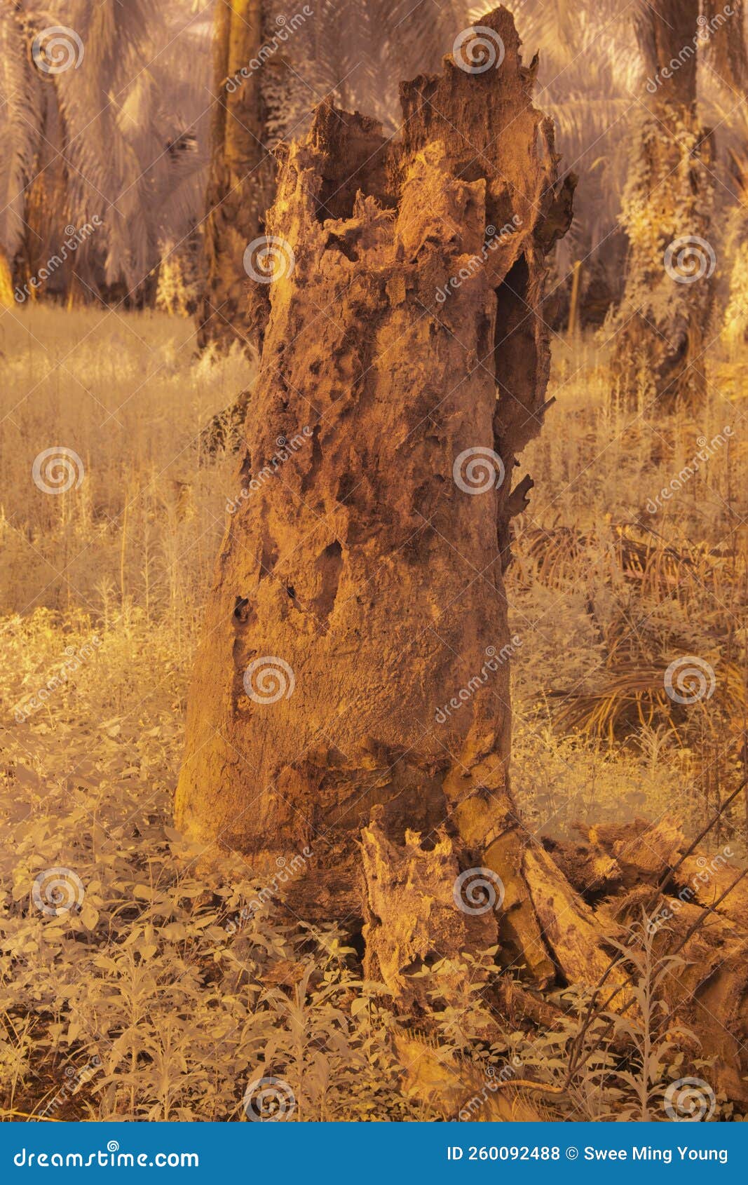 The Fallen Decompose Tree Trunk at the Plantation Stock Photo - Image ...