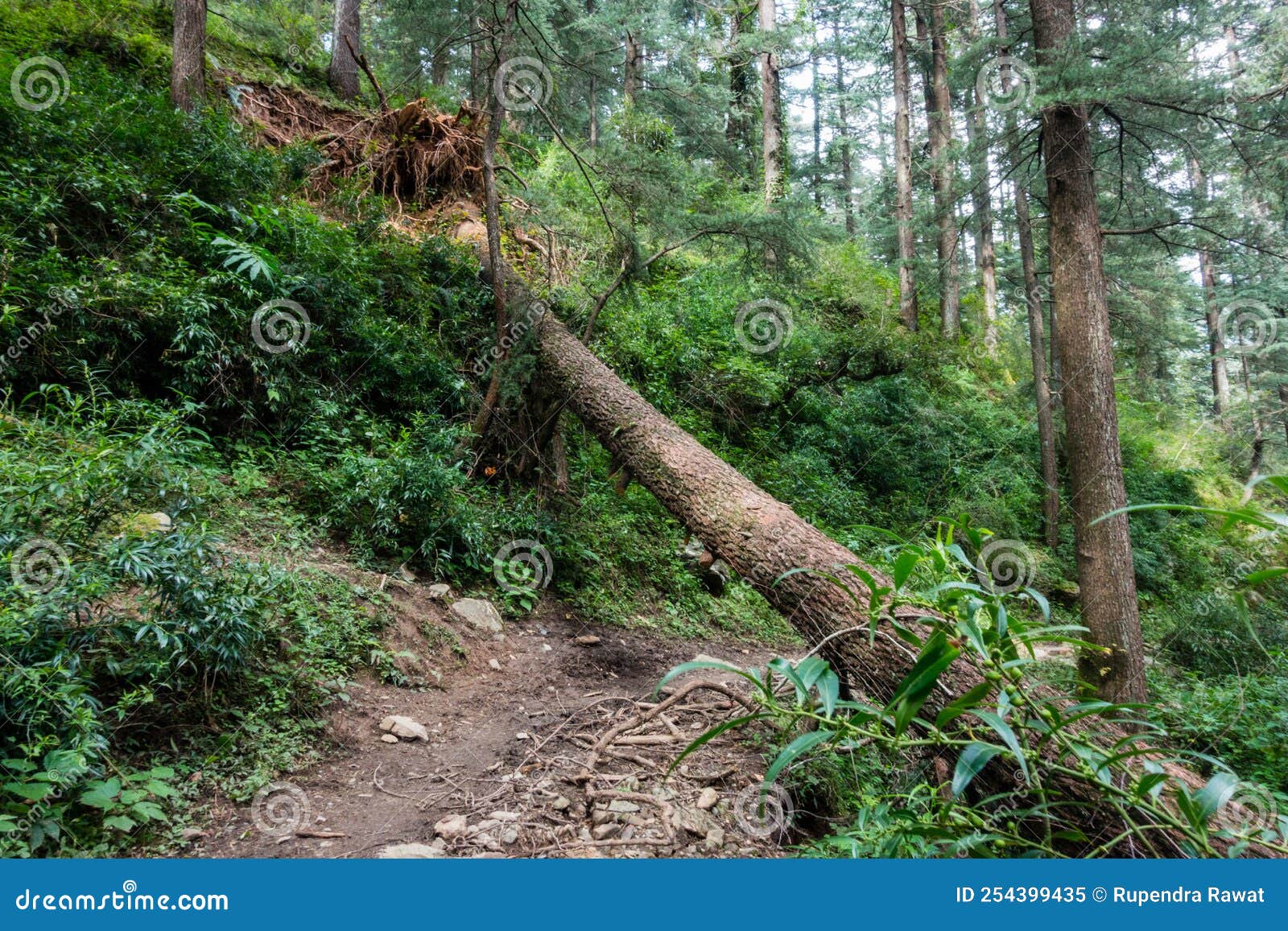 A Fallen Deodar Tree in the Forest of Uttarakhand, India Stock Image ...
