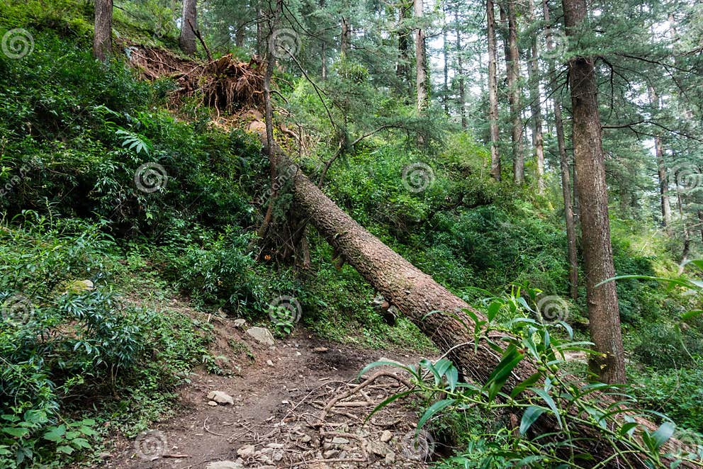 A Fallen Deodar Tree in the Forest of Uttarakhand, India Stock Image ...