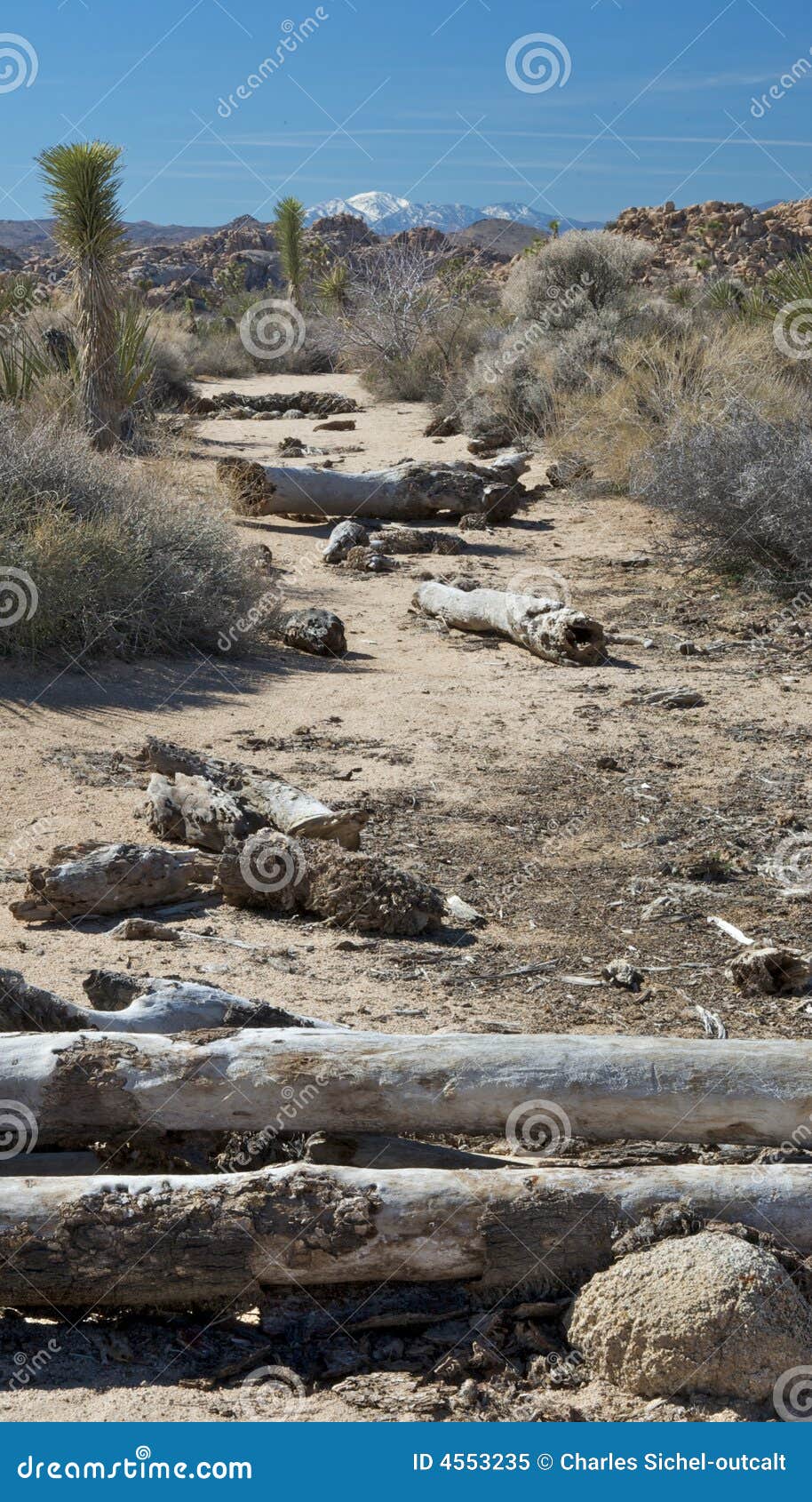 Fallen desert trees stock image. Image of deadwood, nature - 4553235