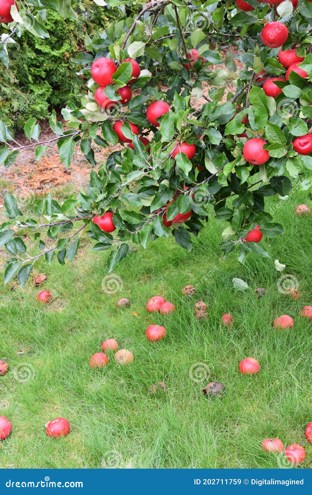 Fallen Down Apples Under Apple Tree Stock Image - Image of nature ...