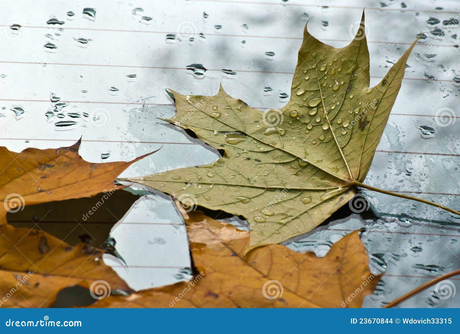The Fallen Down Autumn Leaves Stock Photo - Image of sheet, fallen ...
