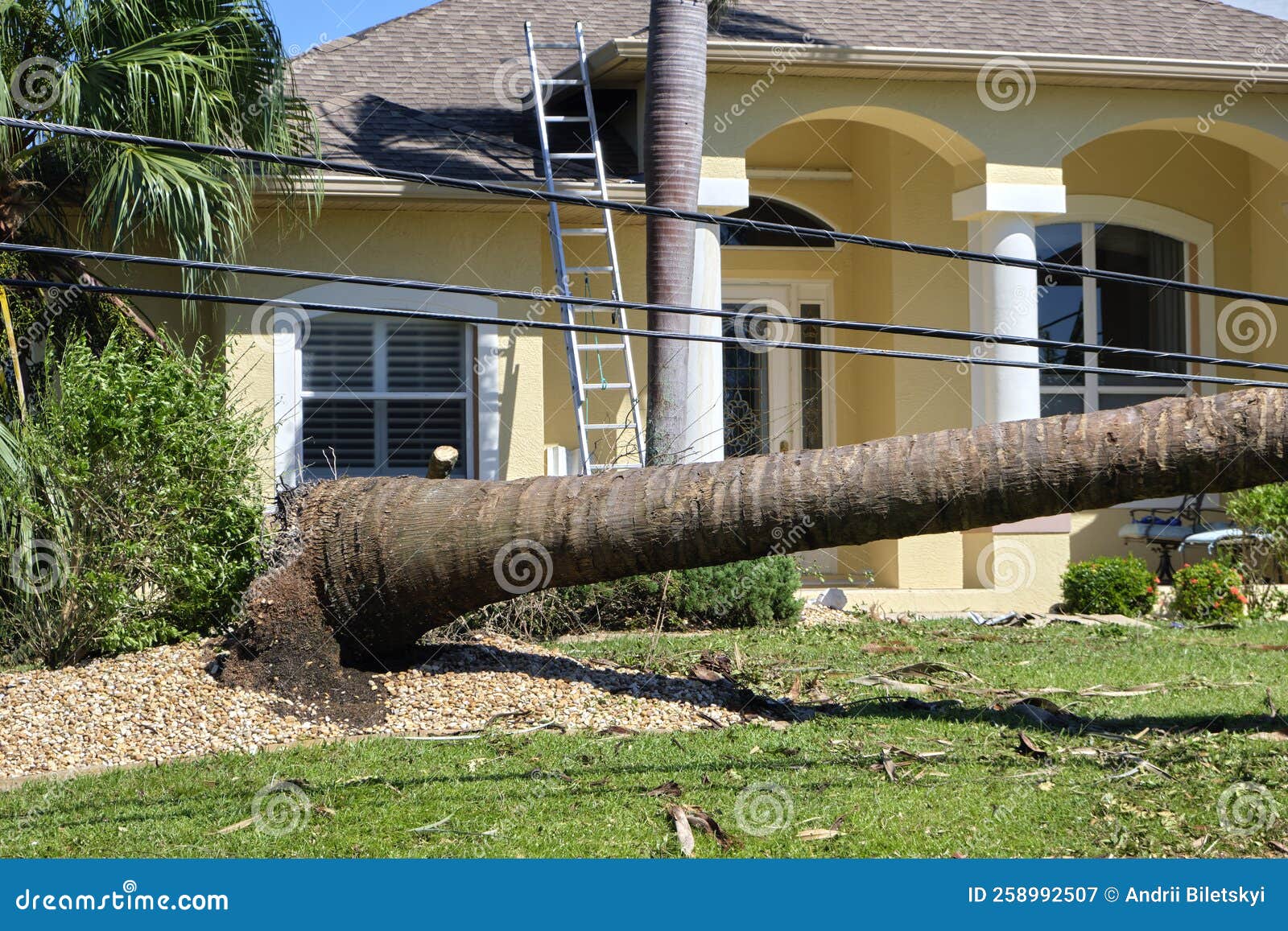 Fallen Down Big Tree on Power and Communication Lines after Hurricane ...