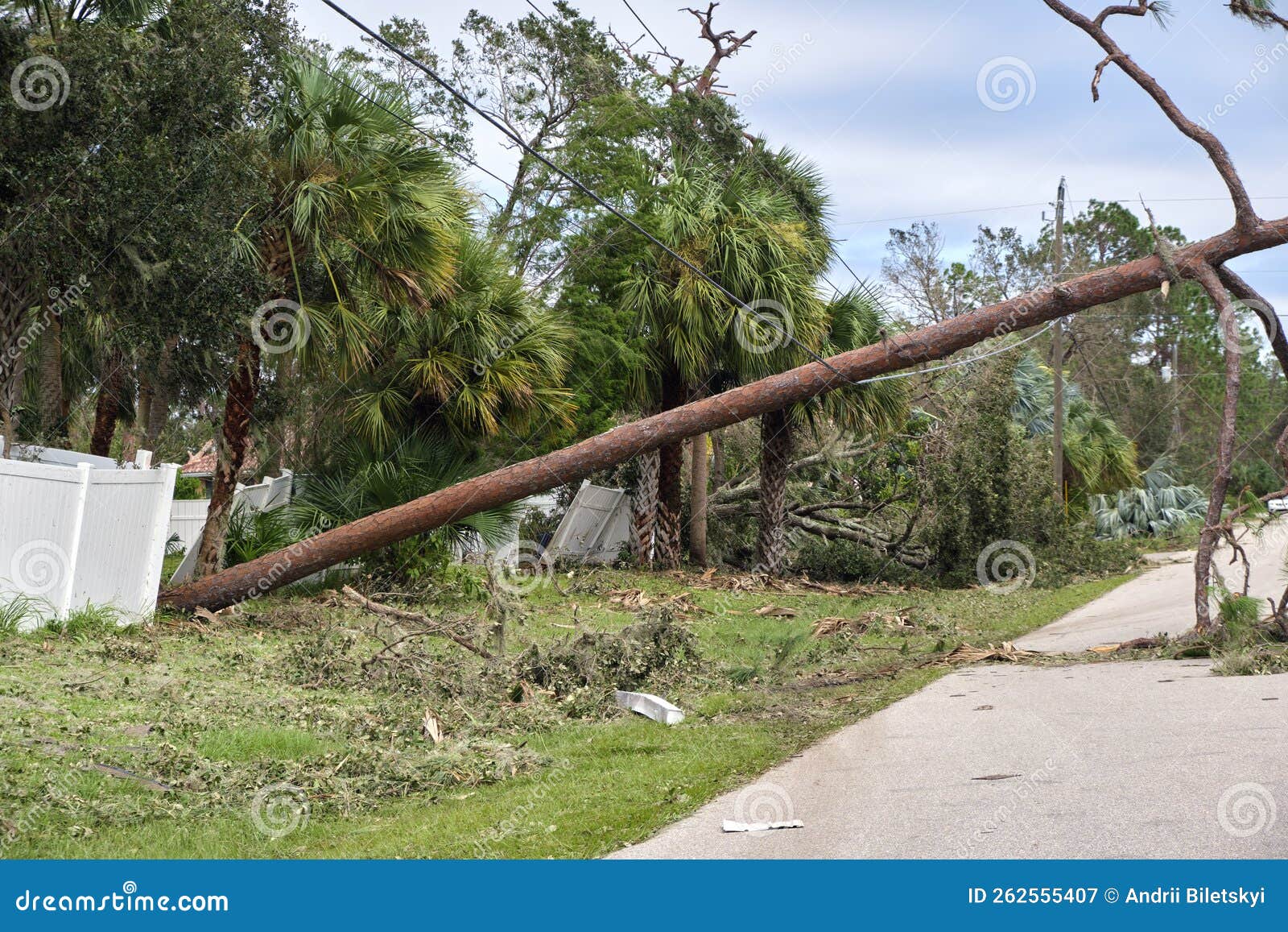 Fallen Down Big Tree on Power and Communication Lines after Hurricane ...