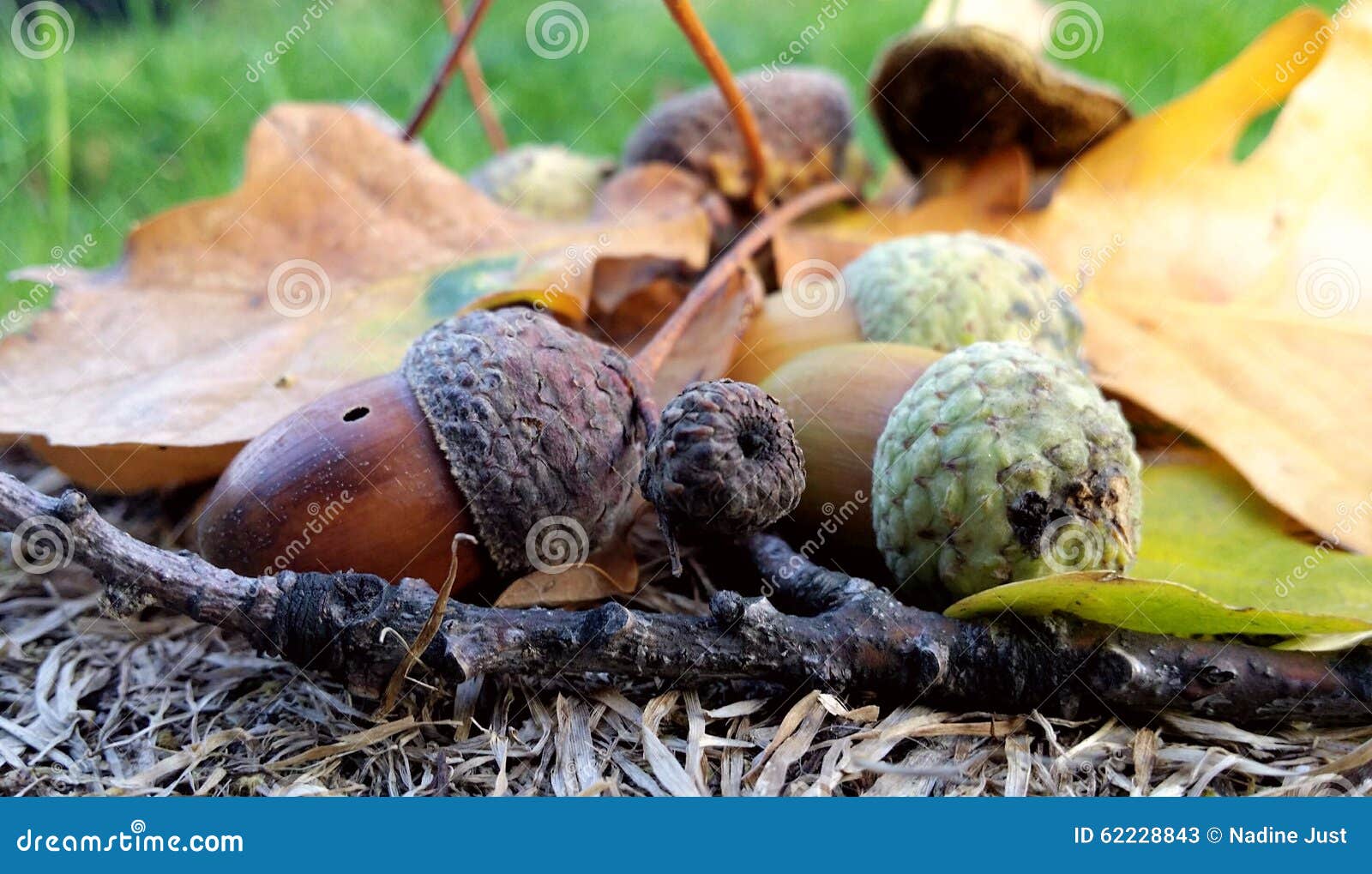 Fallen Down Colorful Acorns Stock Image - Image of branch, animals ...