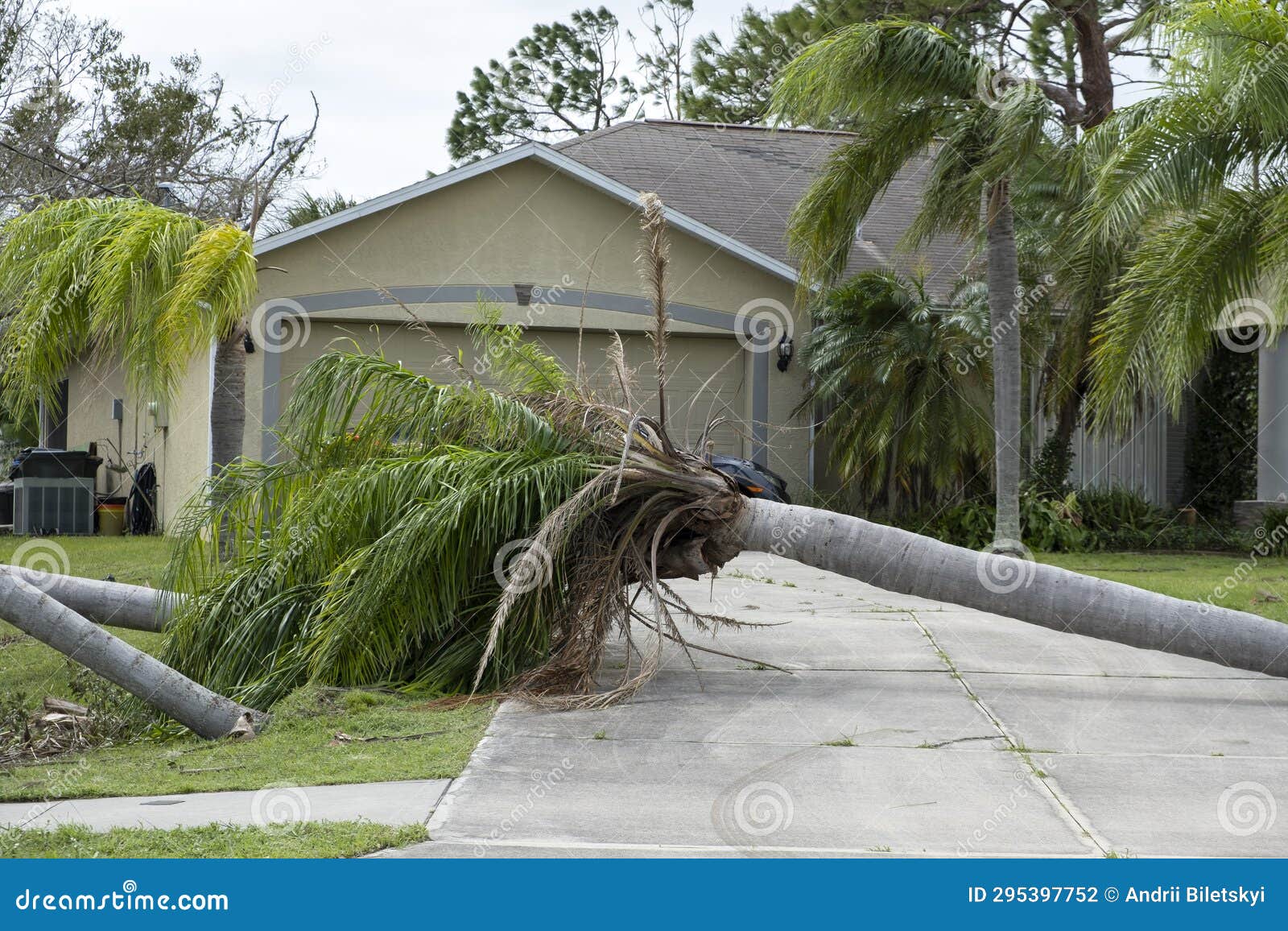 Fallen Down Palm Tree after Hurricane in Florida. Consequences of ...