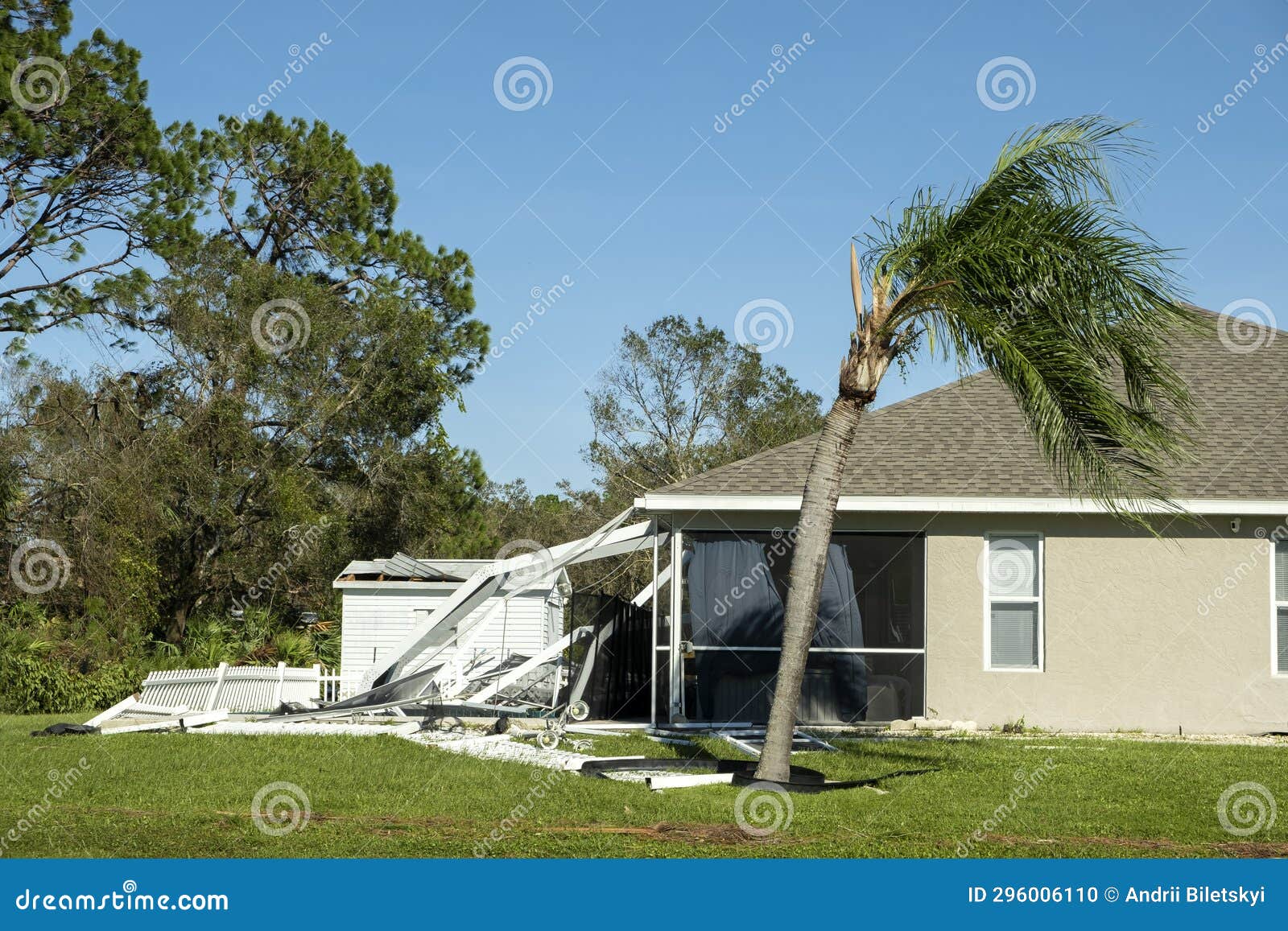 Fallen Down Palm Tree after Hurricane in Florida. Consequences of ...