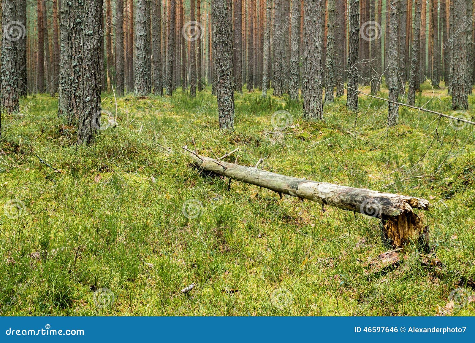 Fallen down rotten tree stock photo. Image of finland - 46597646