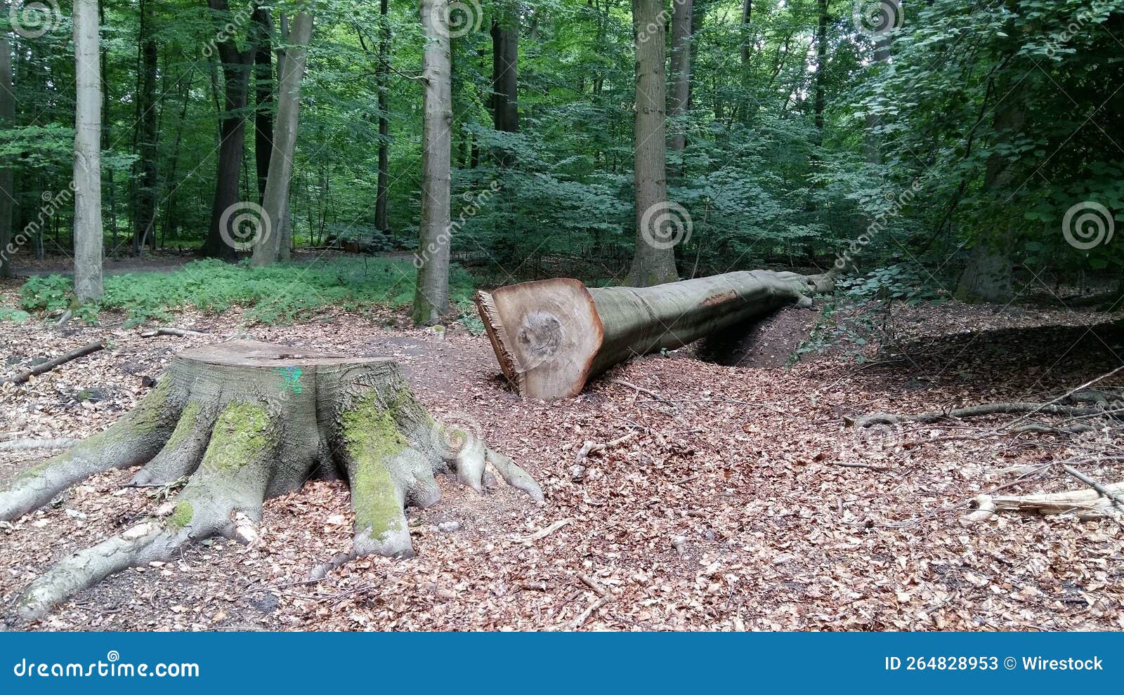 Fallen down tree in a park stock image. Image of green - 264828953