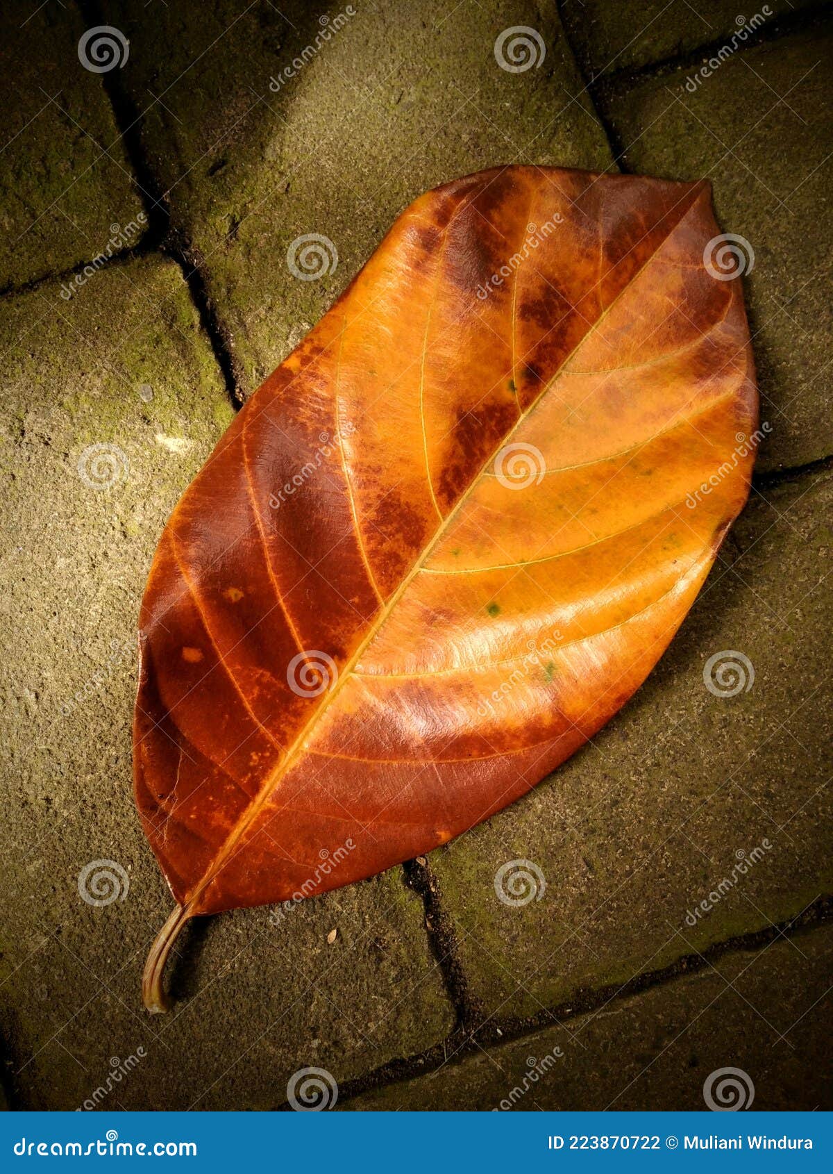 Fallen Dried Jackfruit Leaf at Dusk Stock Photo - Image of produce ...