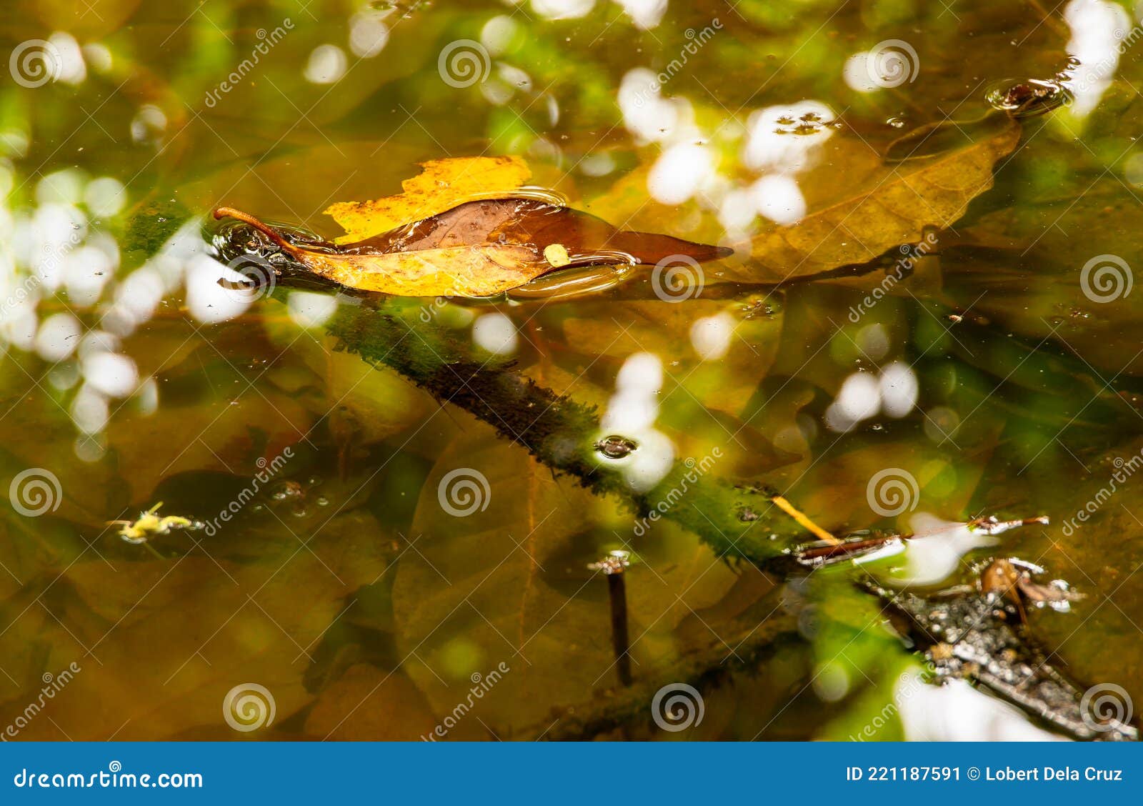 Fallen Dried Leaf on the Surface of the Water Stock Image - Image of ...