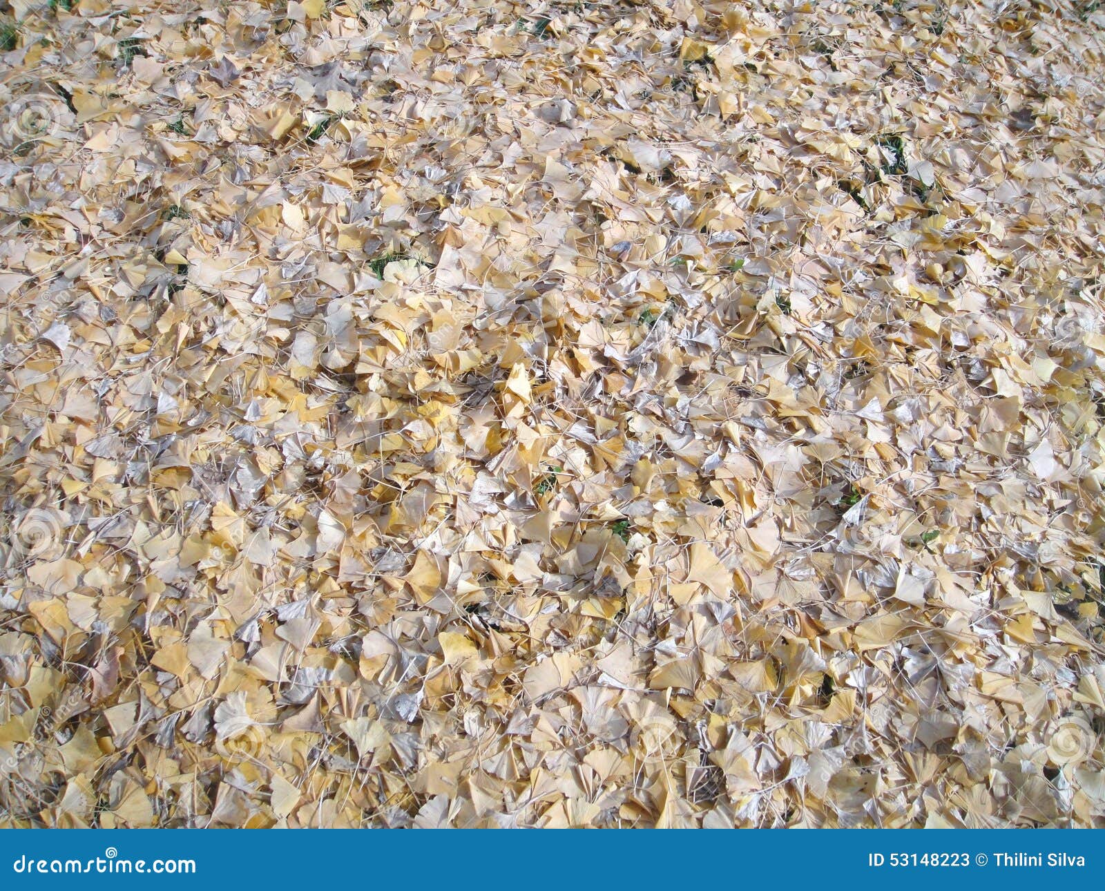Fallen dried leaves stock image. Image of ground, fall - 53148223