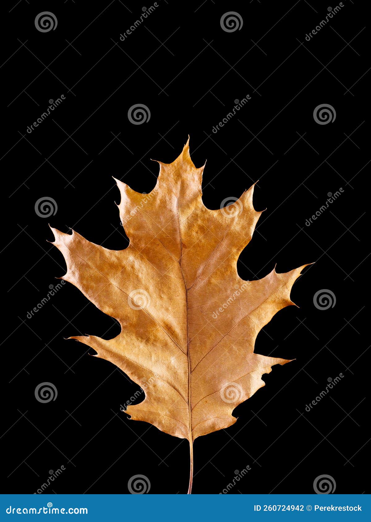 Fallen Dried Oak Leaf Isolated on Black Stock Photo - Image of yellow ...