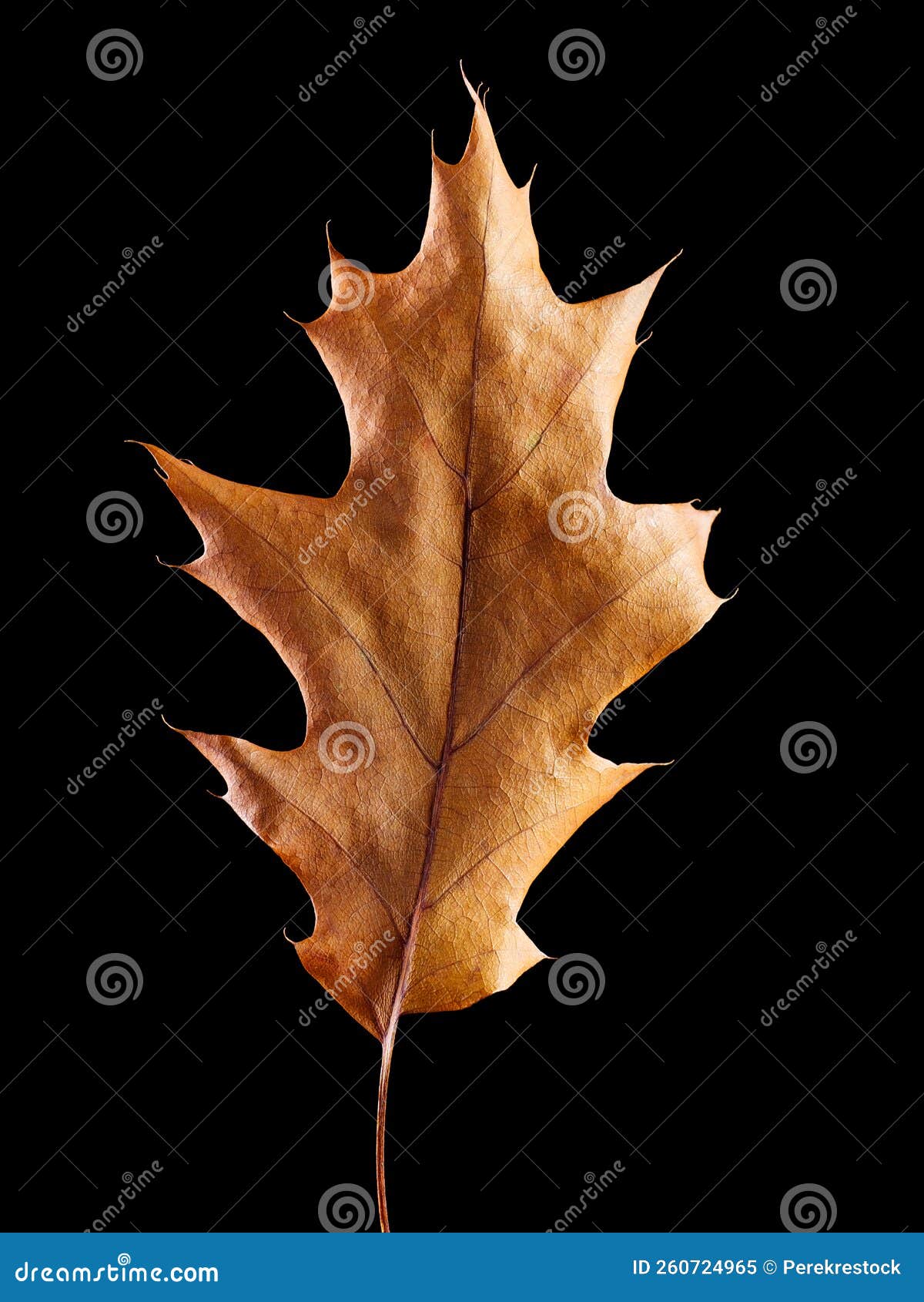 Fallen and Dried Oak Tree Leaf Isolated on Black Stock Image - Image of ...