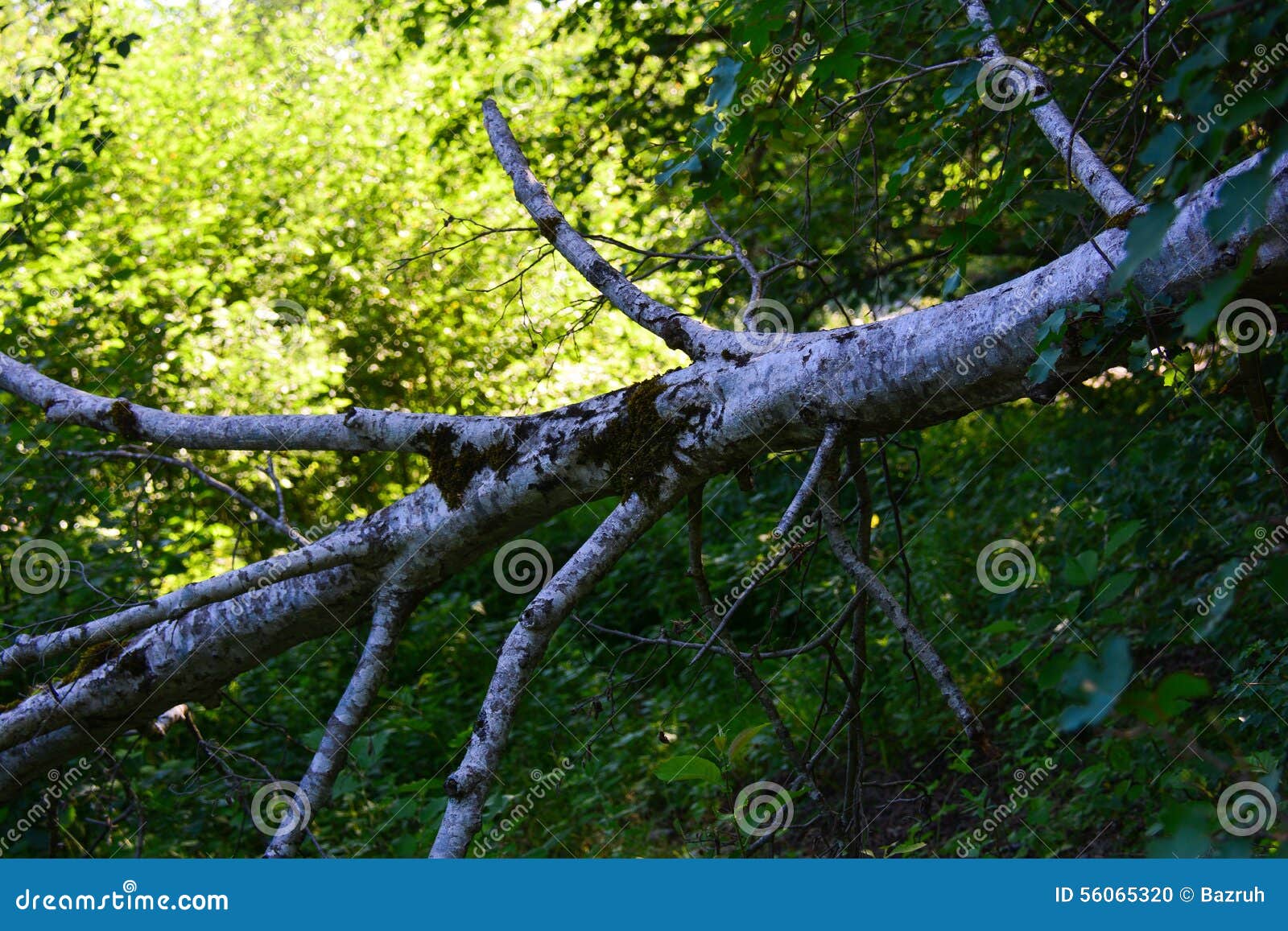 Fallen Dried Tree in Forest Stock Photo - Image of firewood, foliage ...