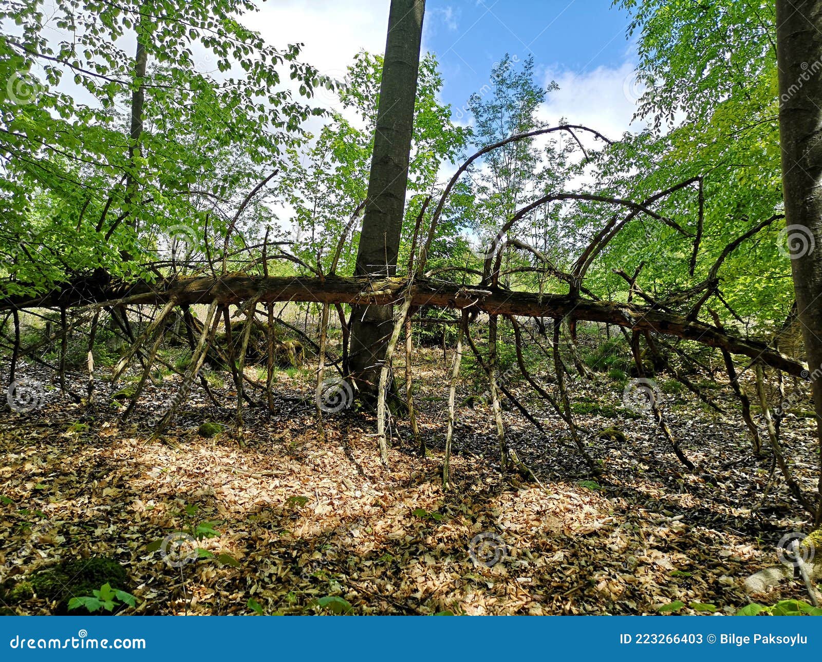 Fallen and Dried Tree Trunk on Ground of Forest Stock Image - Image of ...