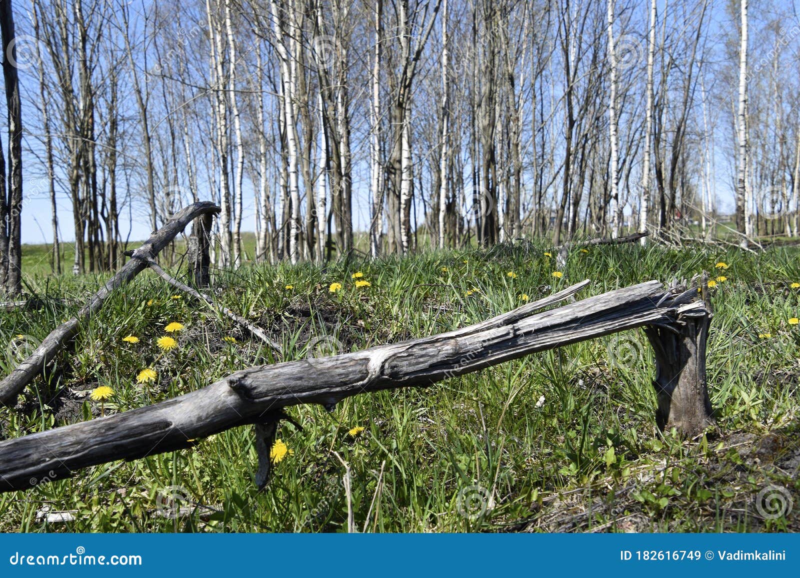Fallen Dried Up Tree in the Forest. Stock Image - Image of leaf, solo ...