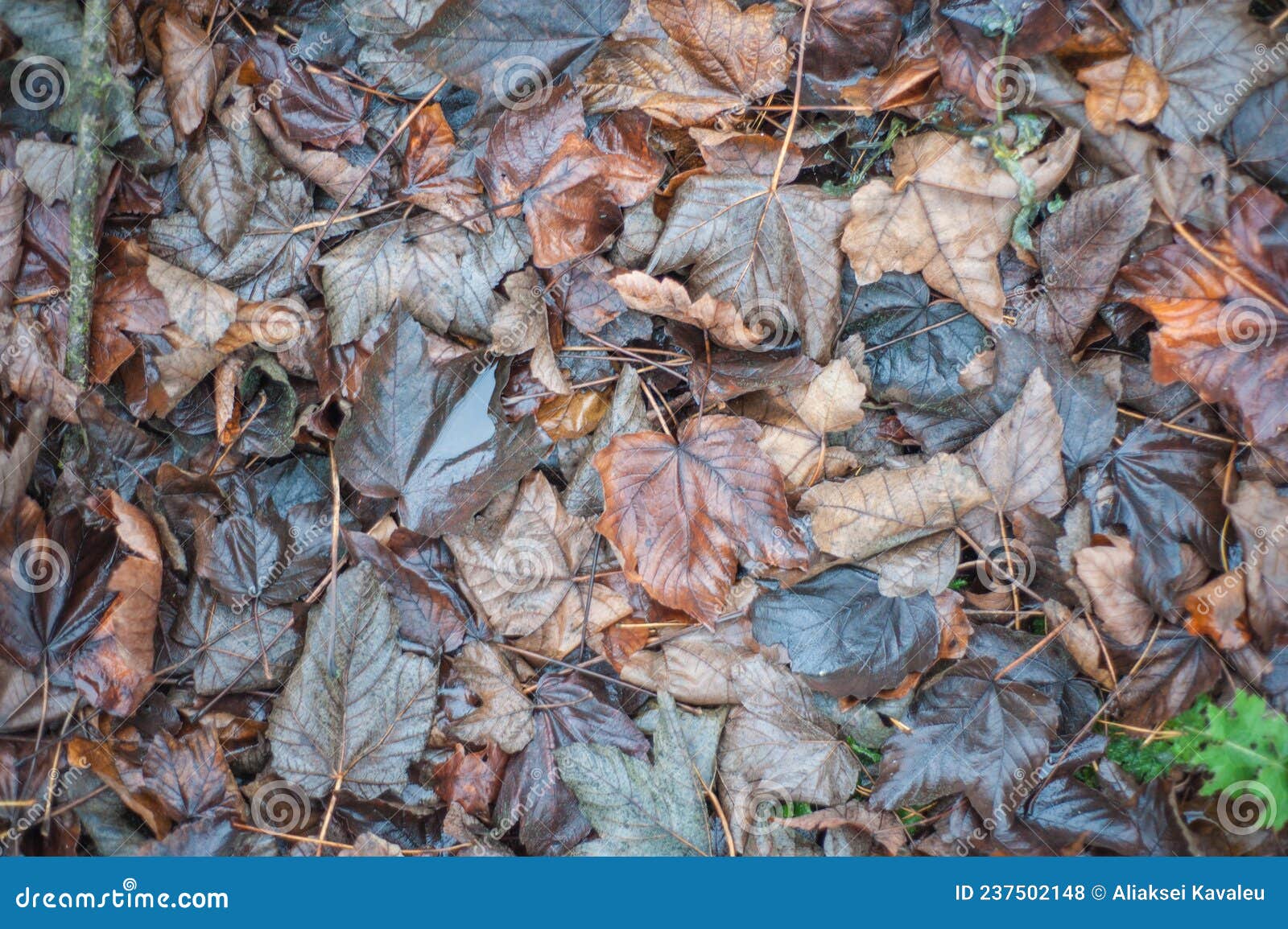 Fallen Dry Brown Foliage from Trees in the Forest. Stock Photo - Image ...