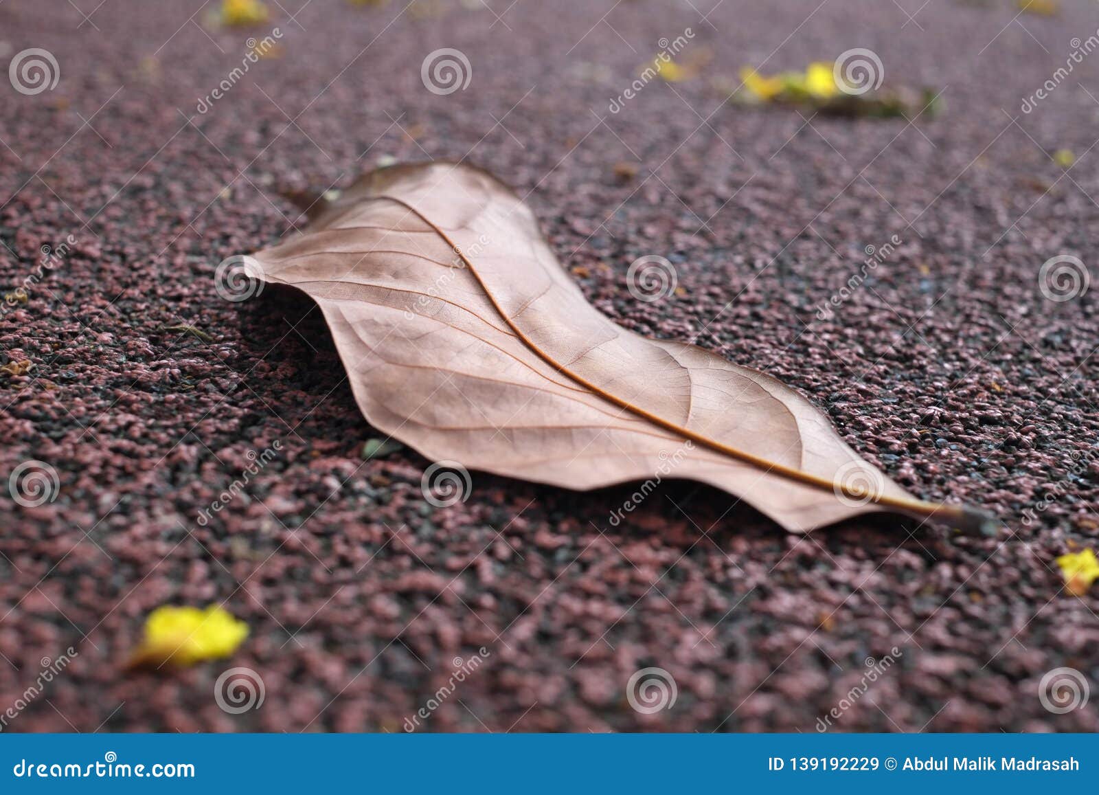 Fallen Dry Leaf on Running Track Stock Image - Image of pattern ...