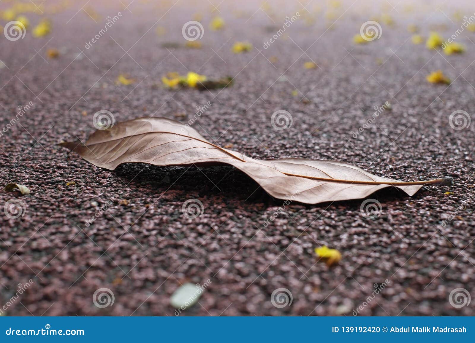 Fallen Dry Leaf on Running Track Stock Photo - Image of season, small ...