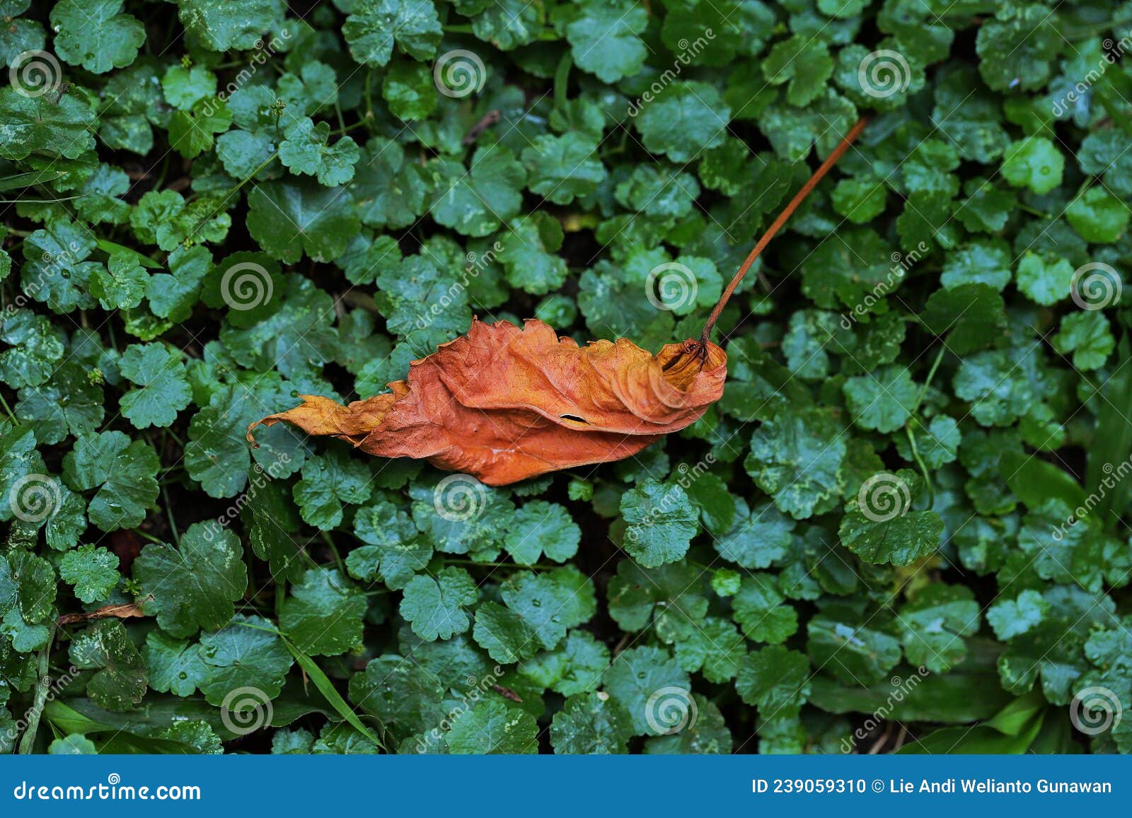 A Fallen Dry Leaf in Small Green Leaves Stock Photo - Image of produce ...