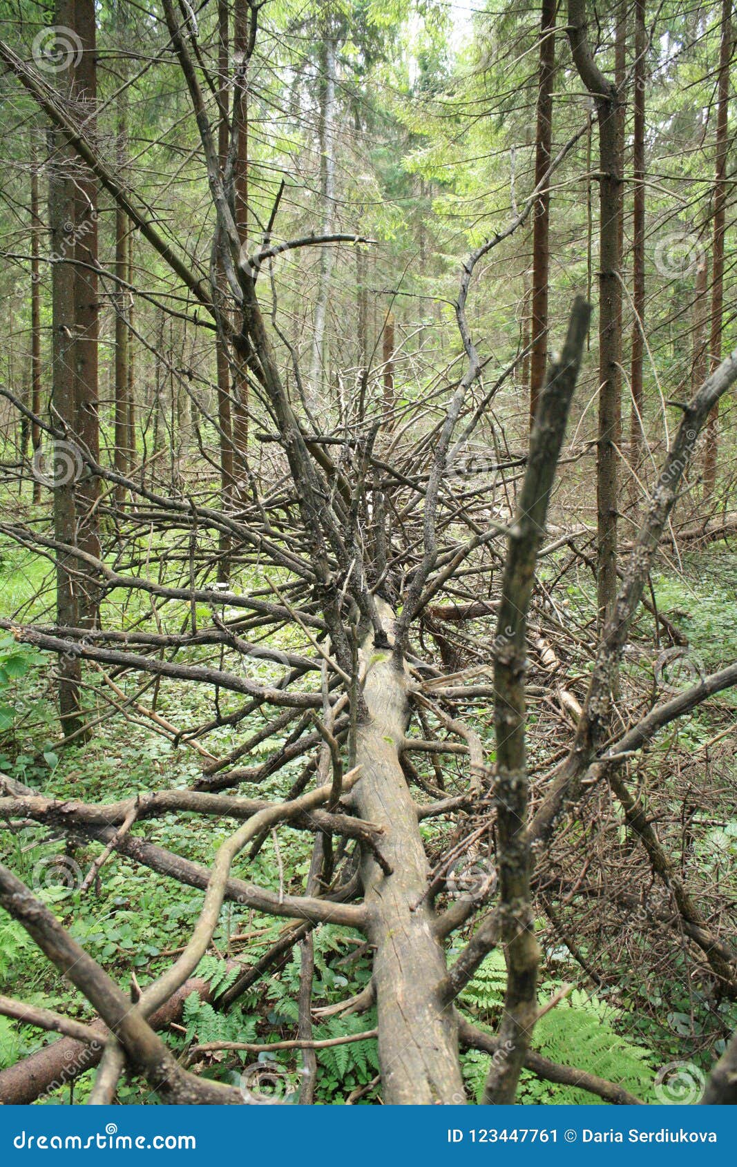 Dry Fallen Tree with Leafless Branches in the Forest in Moscow Region ...