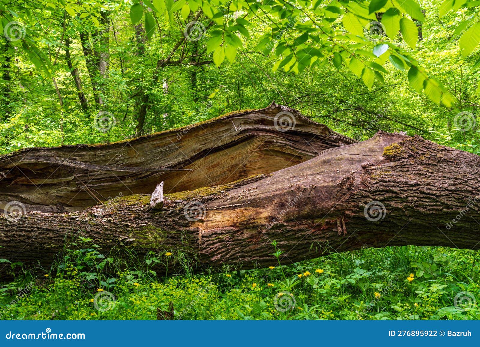 Fallen Dry Tree in the Green Forest Stock Photo - Image of scenic ...