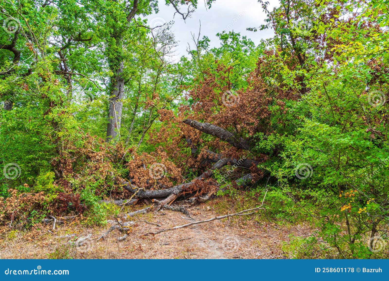 Fallen Dry Tree in the Green Forest Stock Photo - Image of broken ...
