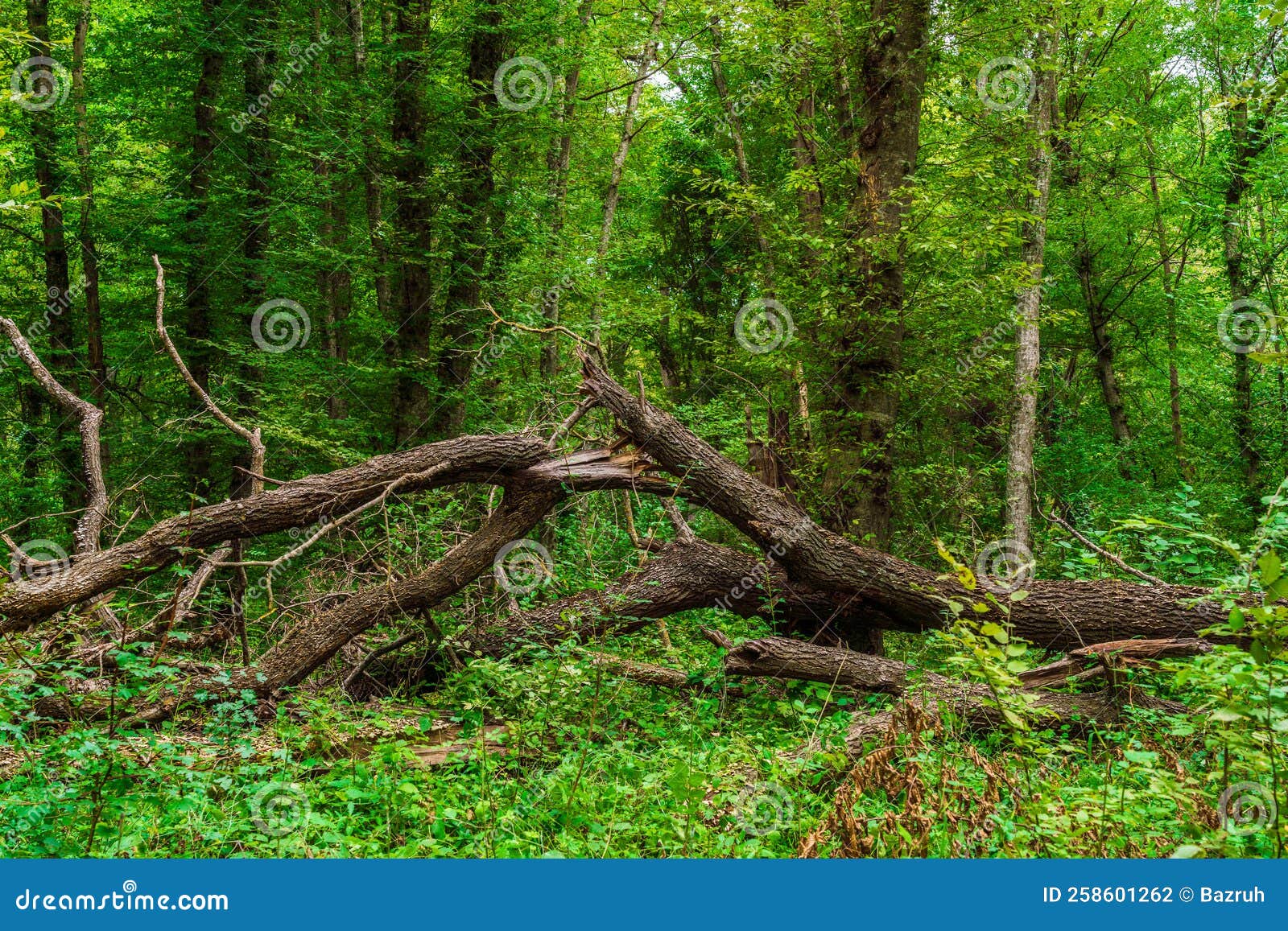Fallen Dry Tree in the Green Forest Stock Photo - Image of green ...