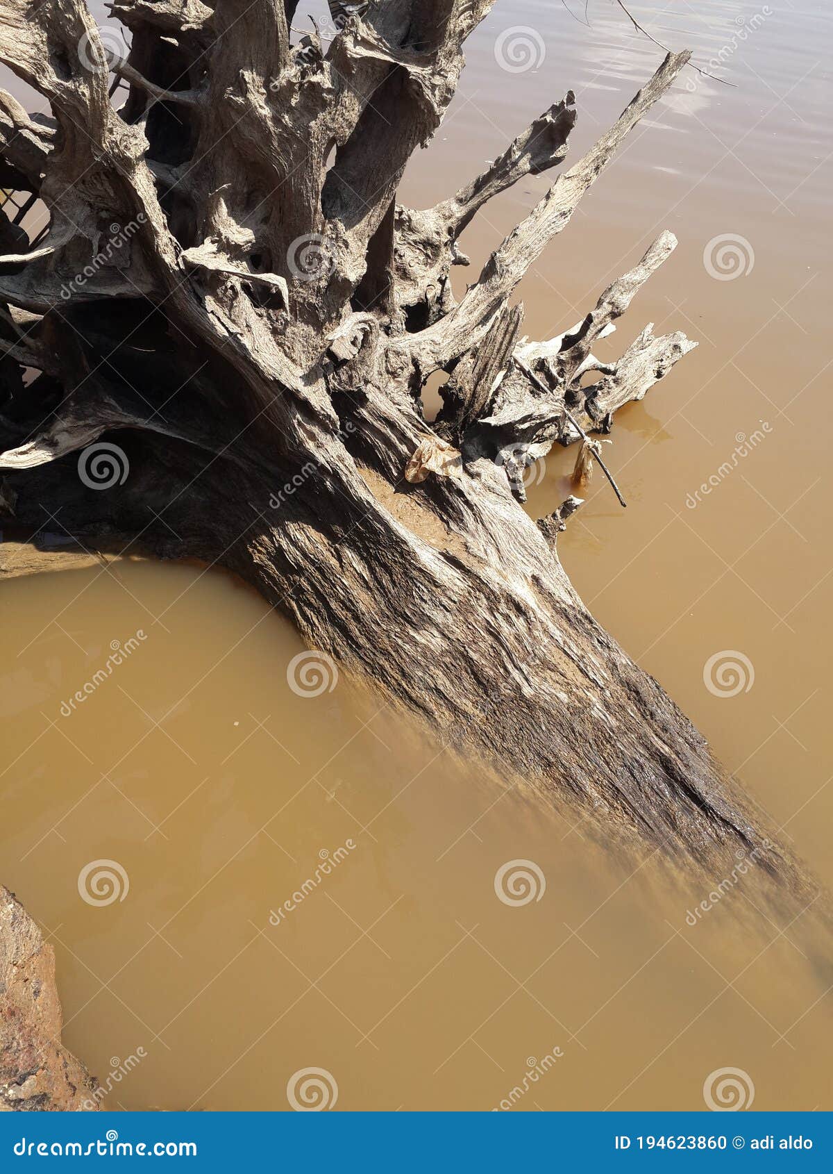 Fallen dry tree roots stock photo. Image of falken, fallen - 194623860