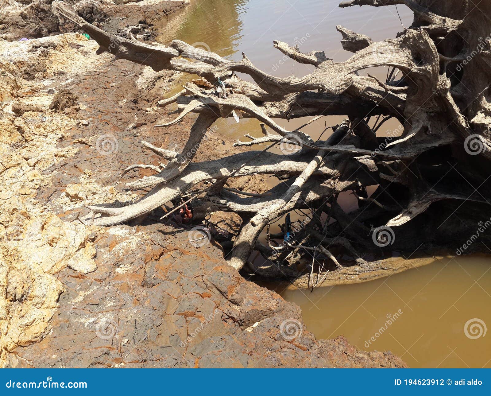 Fallen dry tree roots 2 stock photo. Image of tree, fallen - 194623912