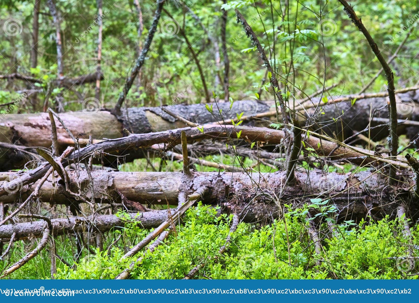 A Fallen Dry Tree in the Taiga is a Source of Increased Fire Danger ...