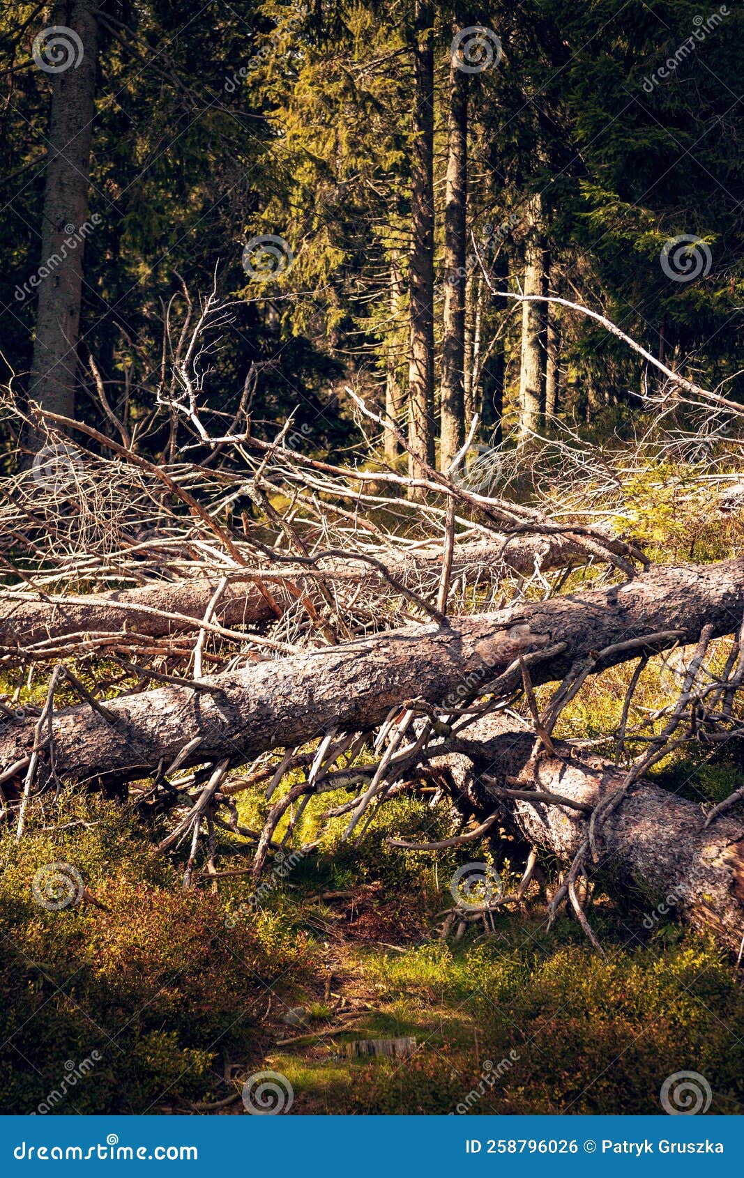 Fallen Dry Trees Creating a Composition Against the Background of the ...