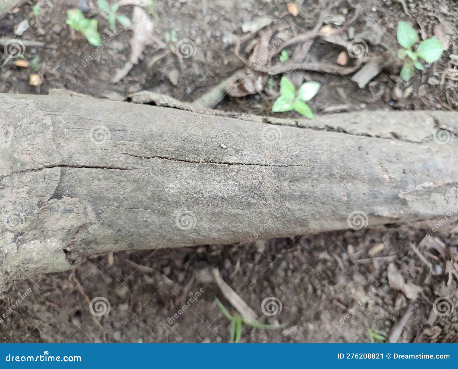 Fallen and Drying Tree Trunks in the Garden Stock Image - Image of ...