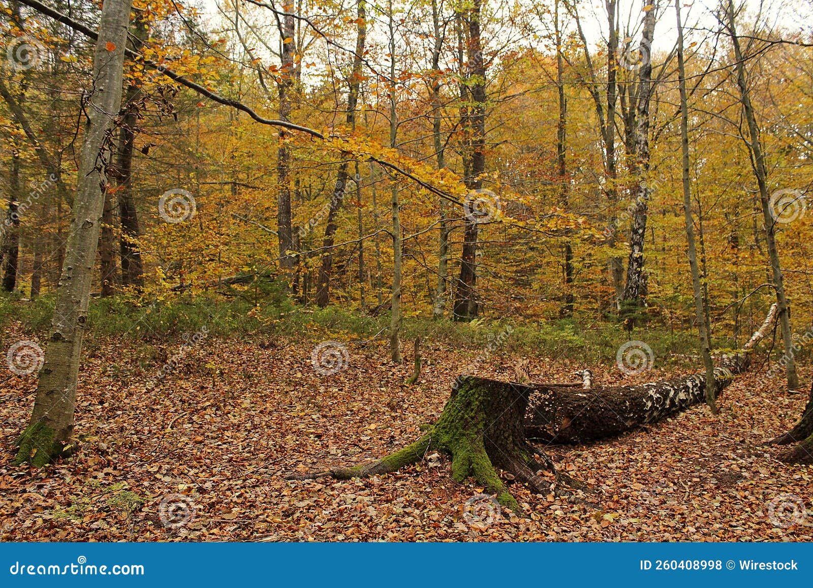 Fallen Dwarf Beech Tree Trunk Covered in Moss in a Forest in Autumn ...