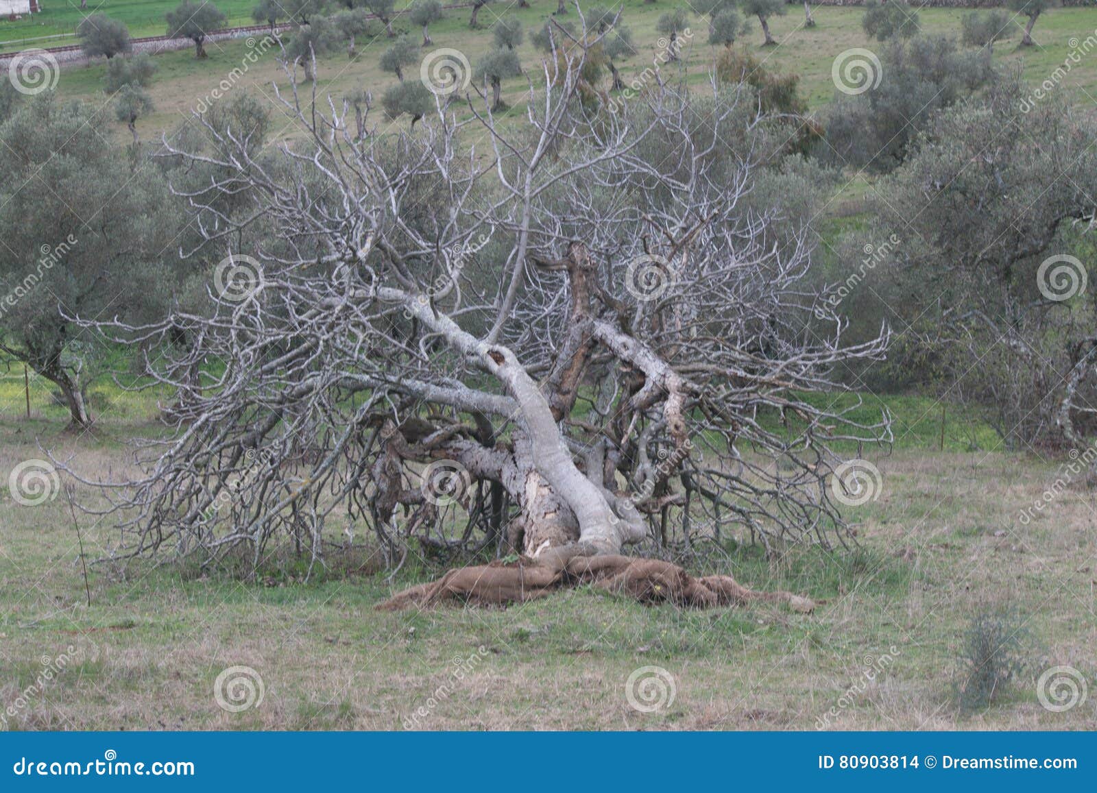 Fallen fig tree stock photo. Image of summer, ripped - 80903814