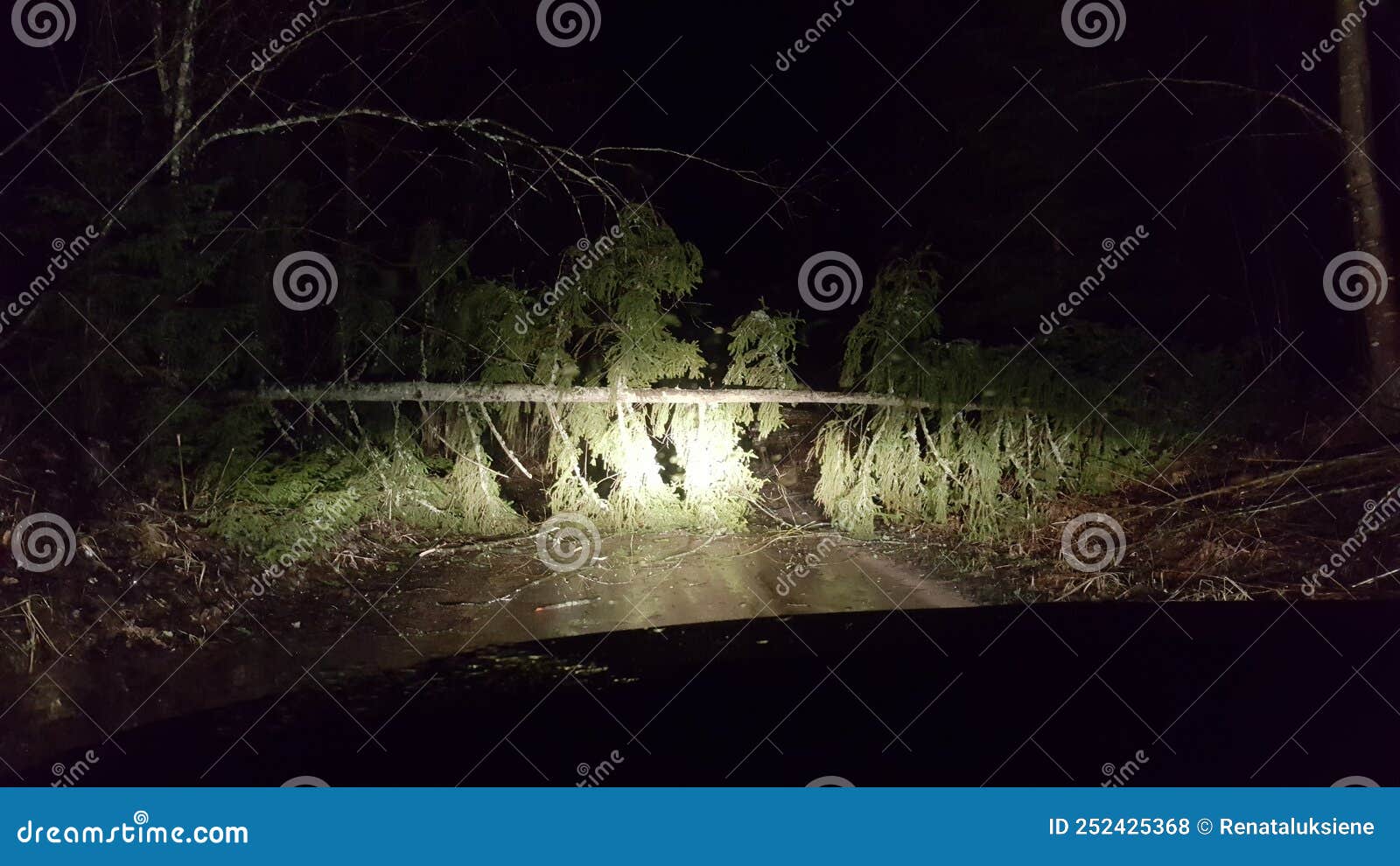 Fallen Fir Tree on the Road Stock Photo - Image of dark, closed: 252425368