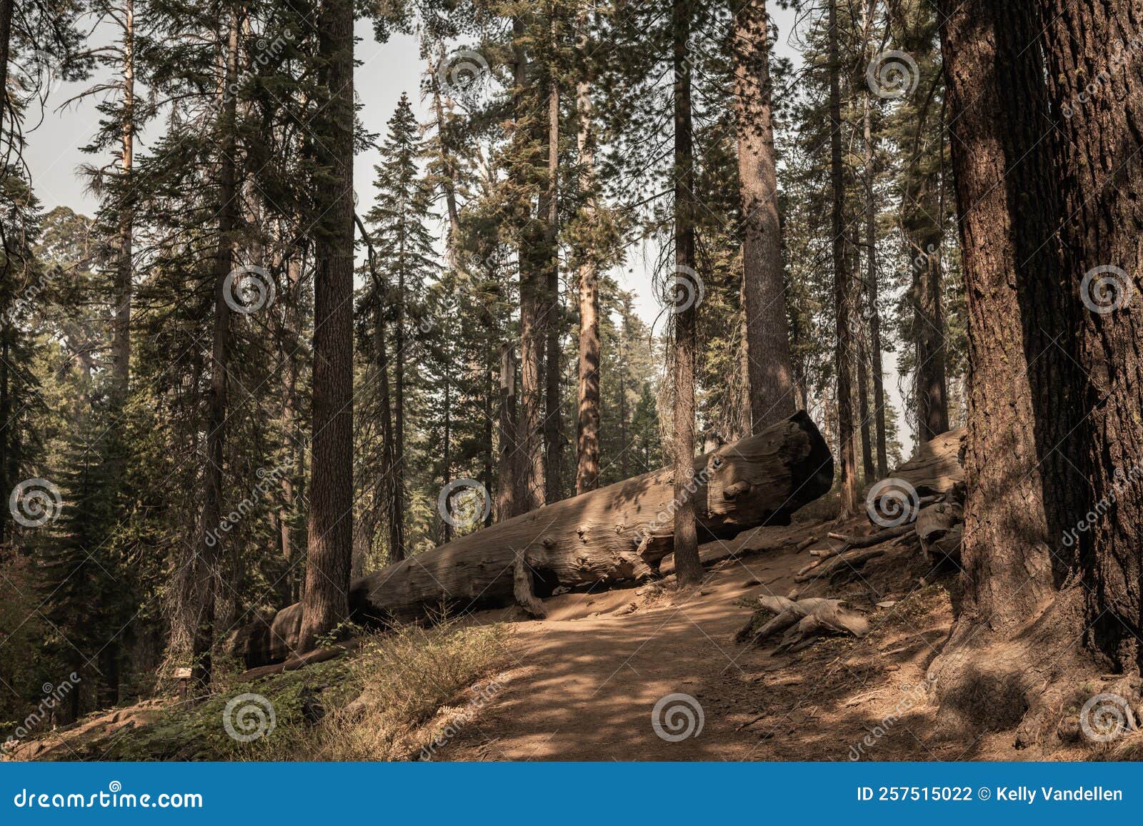 The Fallen Fire Tree Sequoia Trunk Stock Photo - Image of grove ...